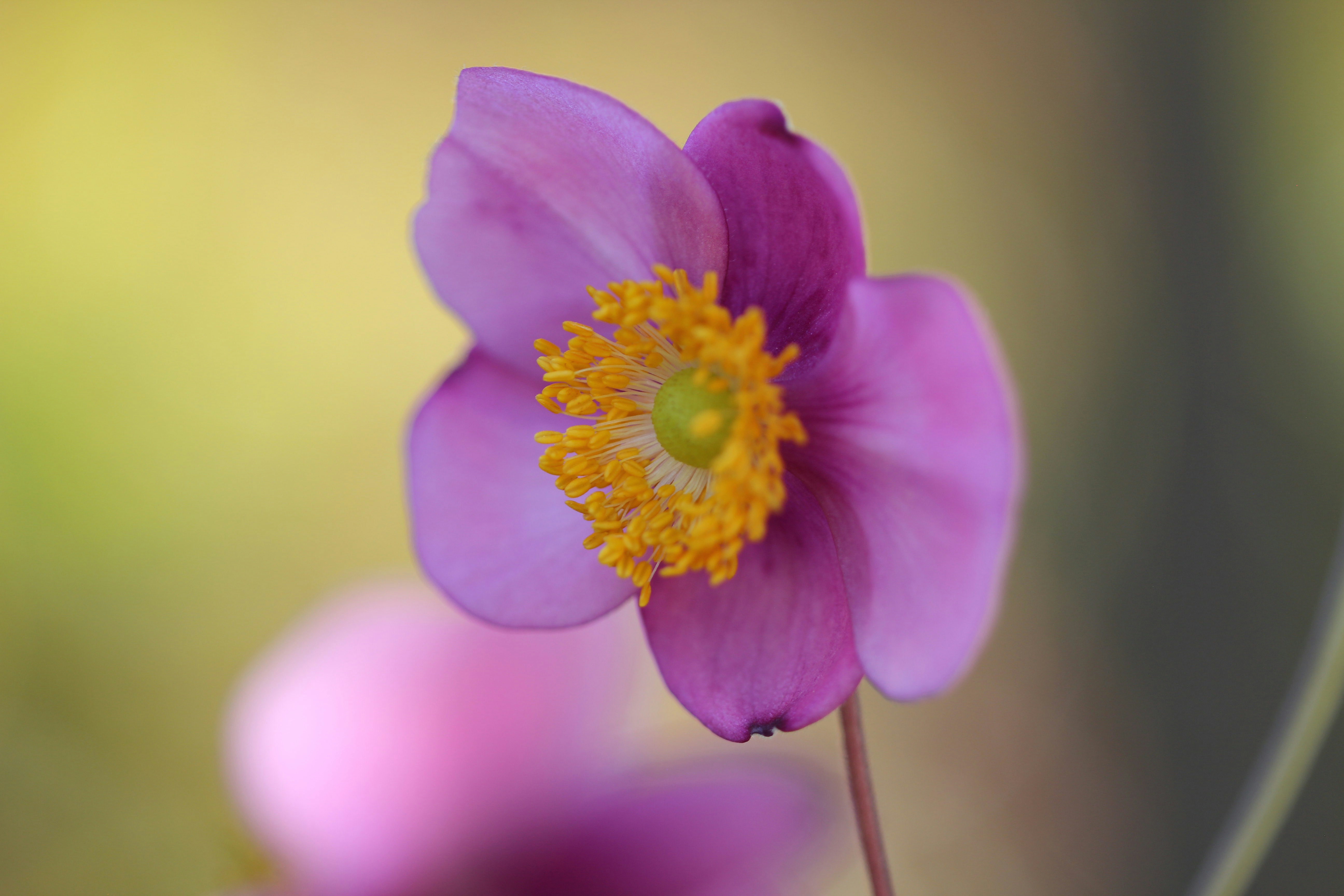 Magenta Anther: A close-up of a solitary poppy in soft focus