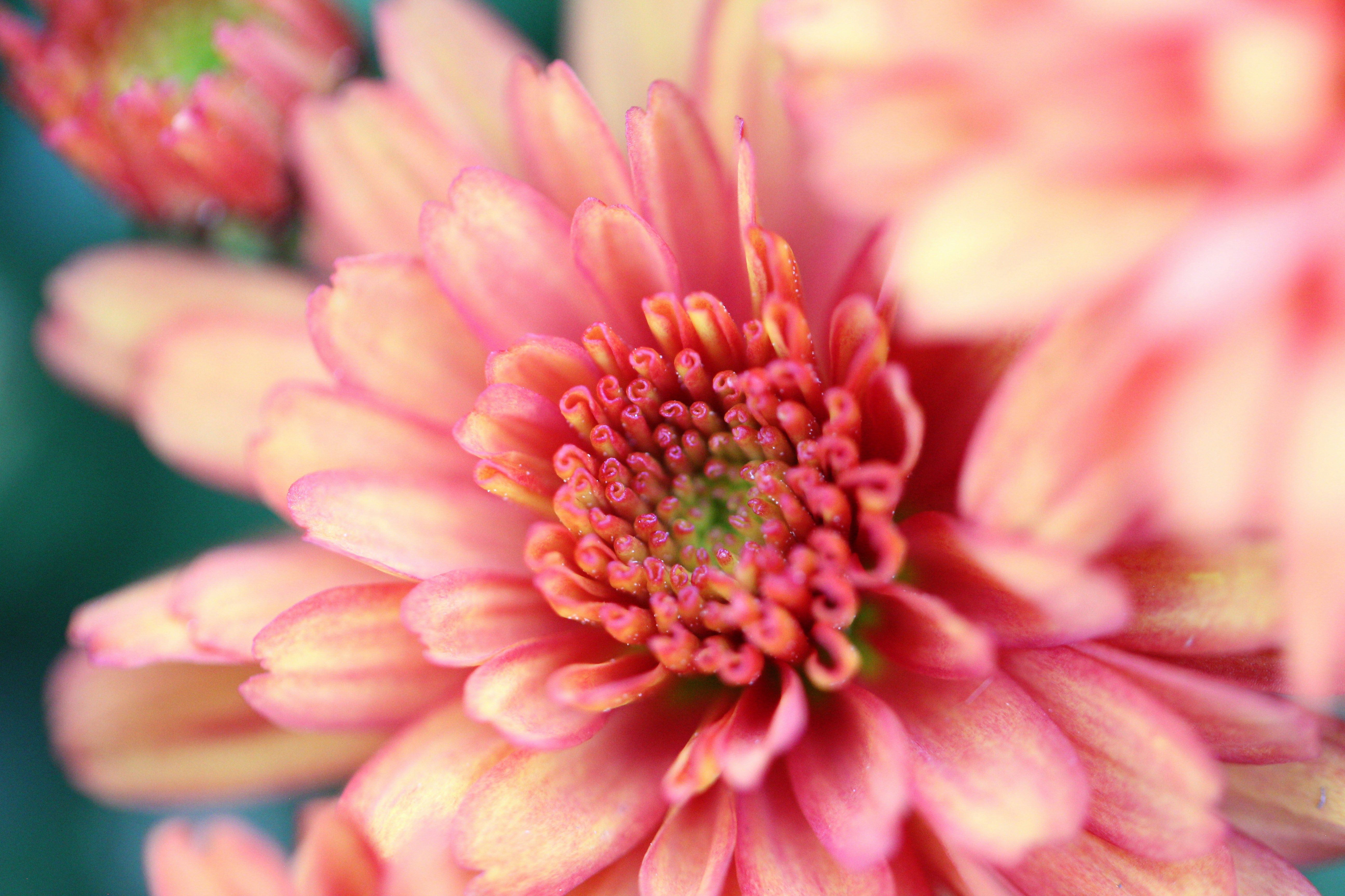 Petals in Focus: A Macro Bloom of Coral Chrysanthemum