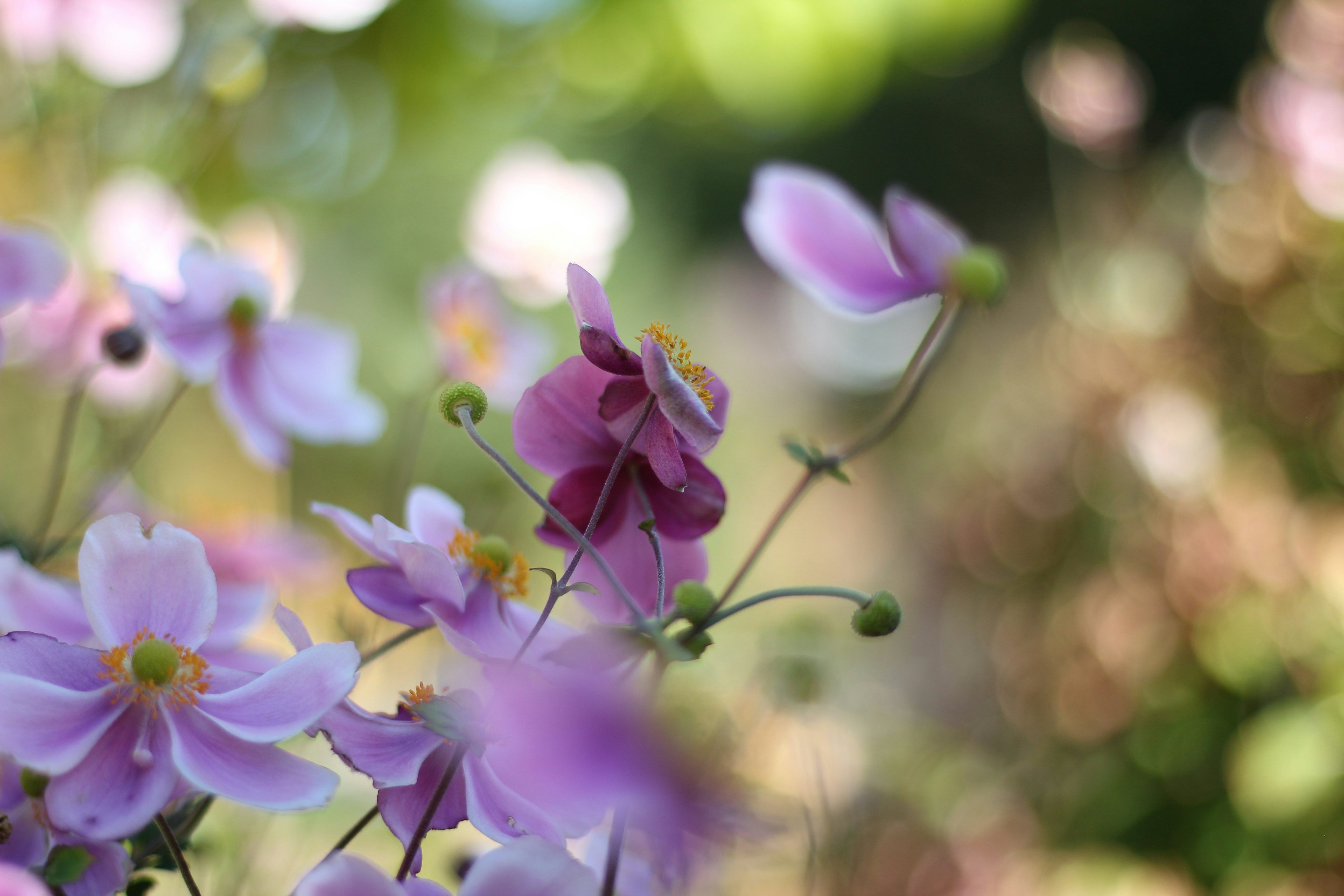 Petal Mosaic: Lavender Blooms in Soft Backlight