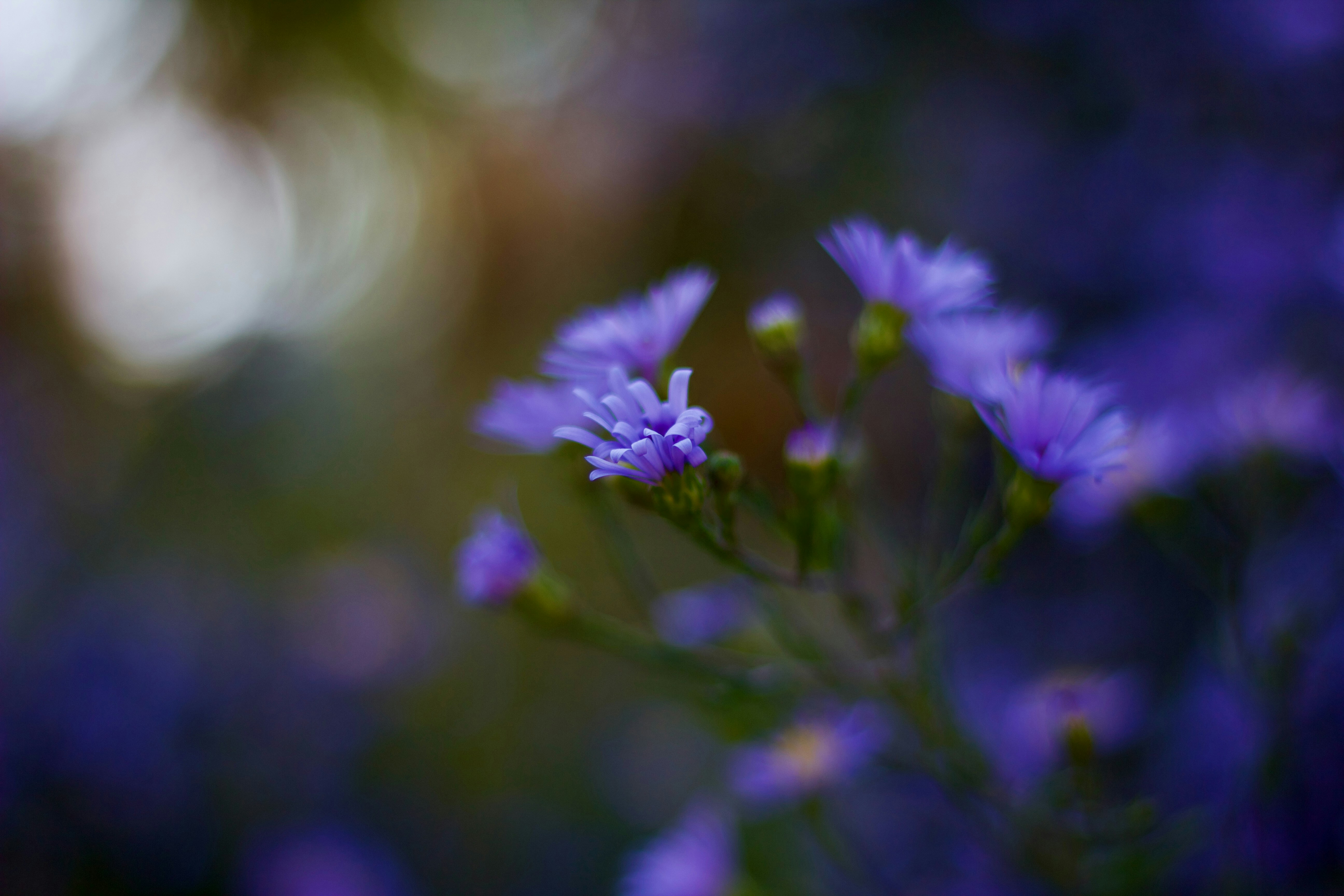 Lilac Bloom in Soft Focus