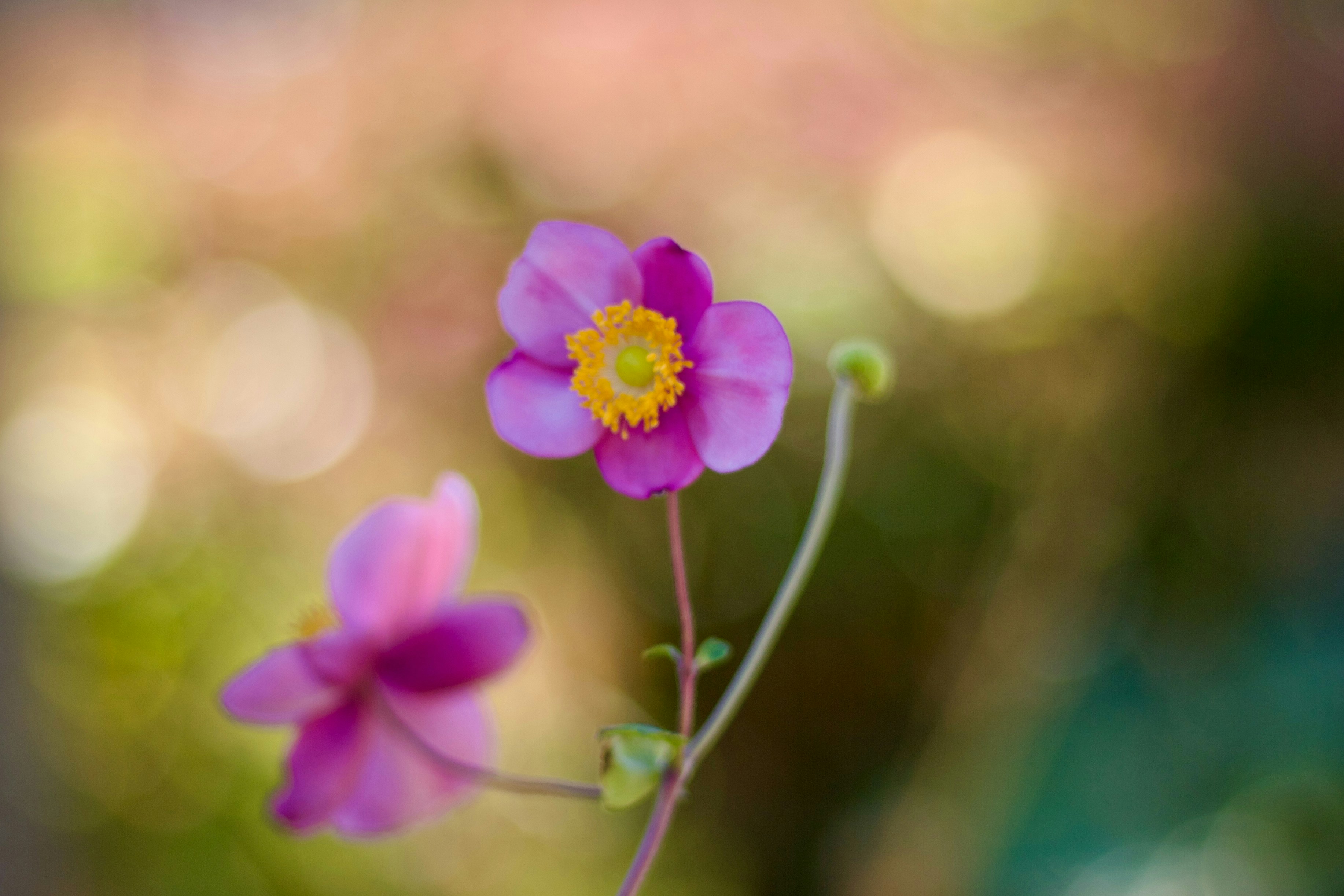 Pink Flower in Soft Focus: A Delicate Portrait of Bloom