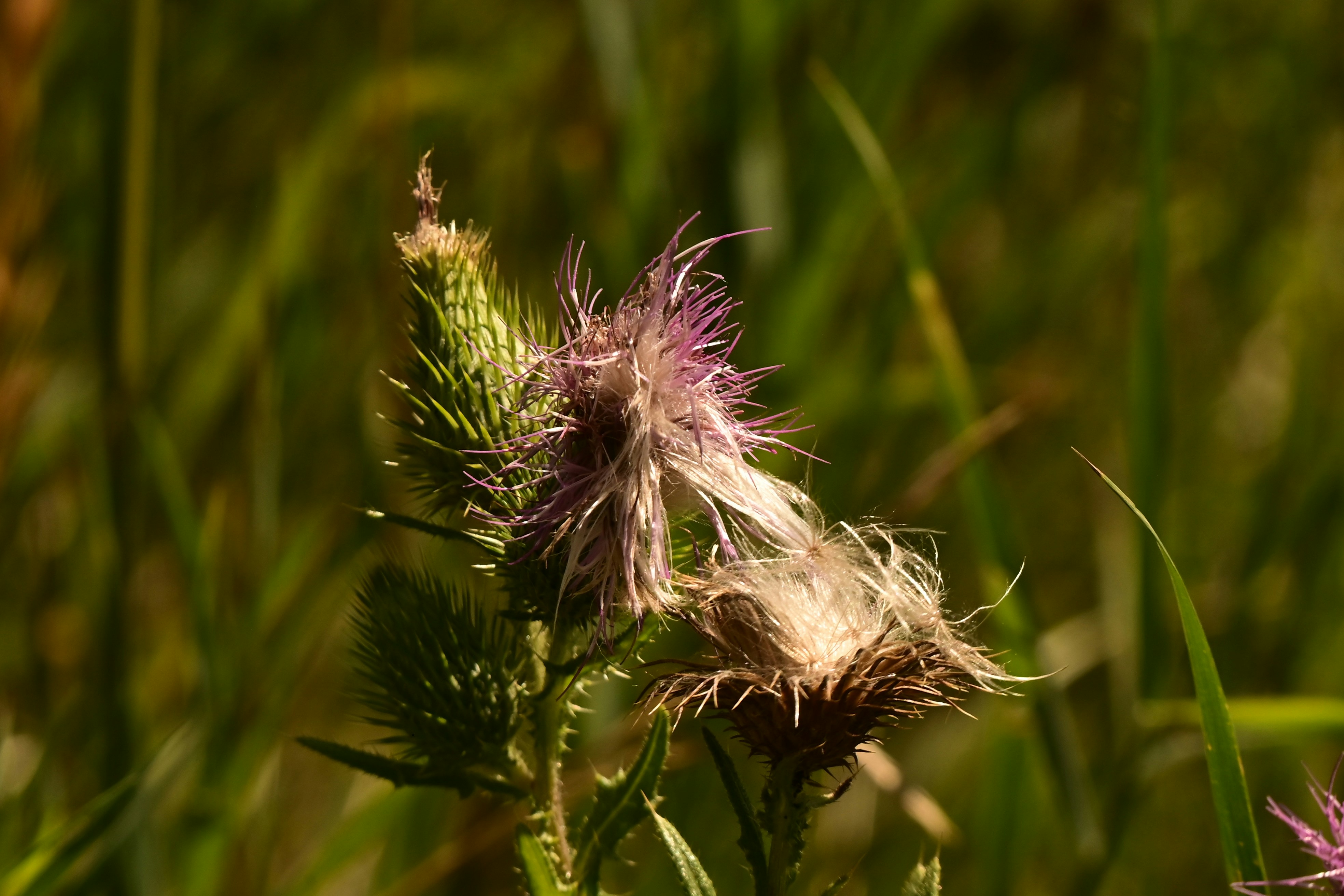 Backlit Thistle in a Quiet Meadow