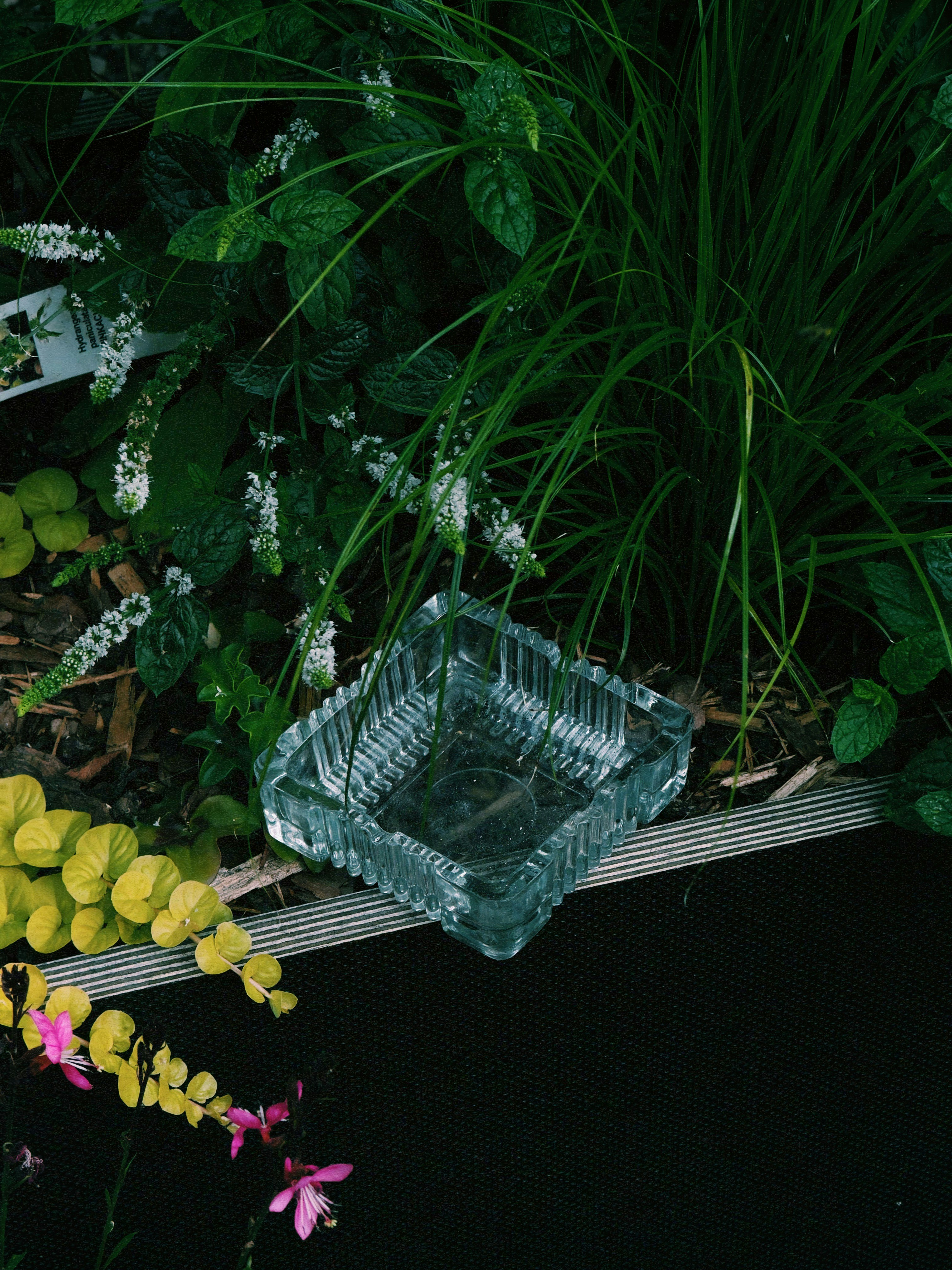 Crystal Morning: A Plastic Tray Resting Among Greenery by the Garden Bed