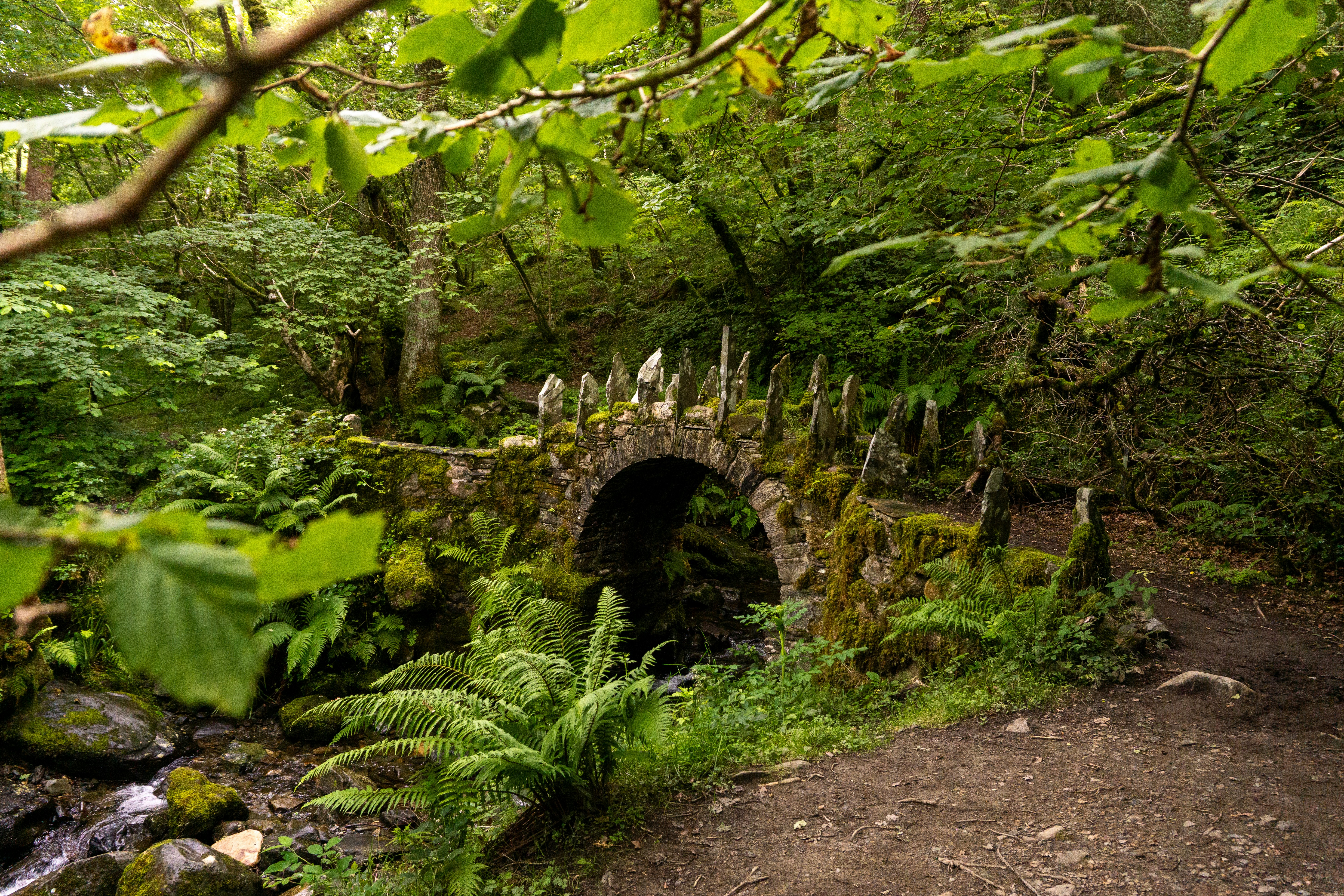 Stone Arch Under a Canopy: Ferns and Lichen in a Forested Hollow