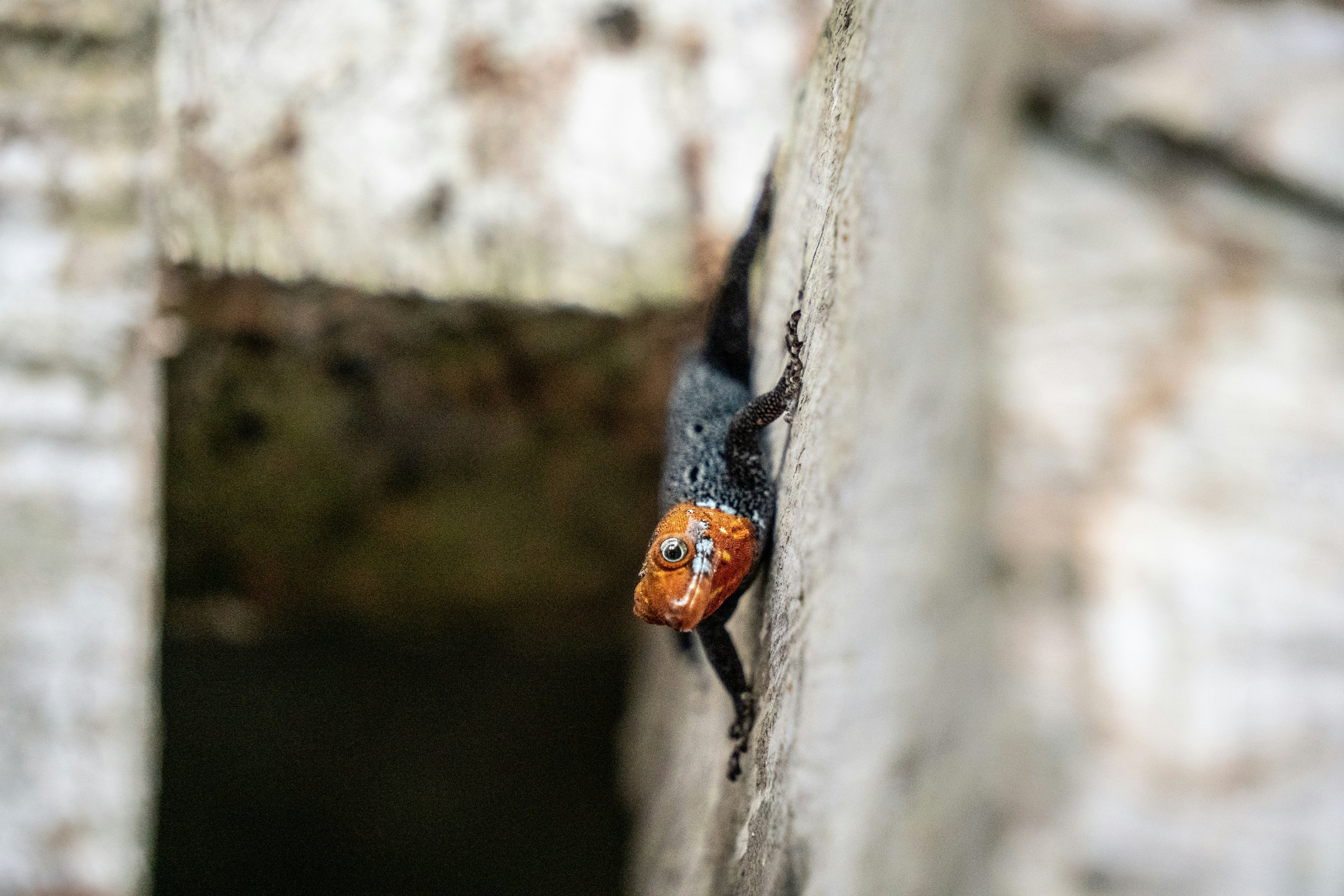 Tiny Orange Beetle Clinging to a Weathered Wood Crevice