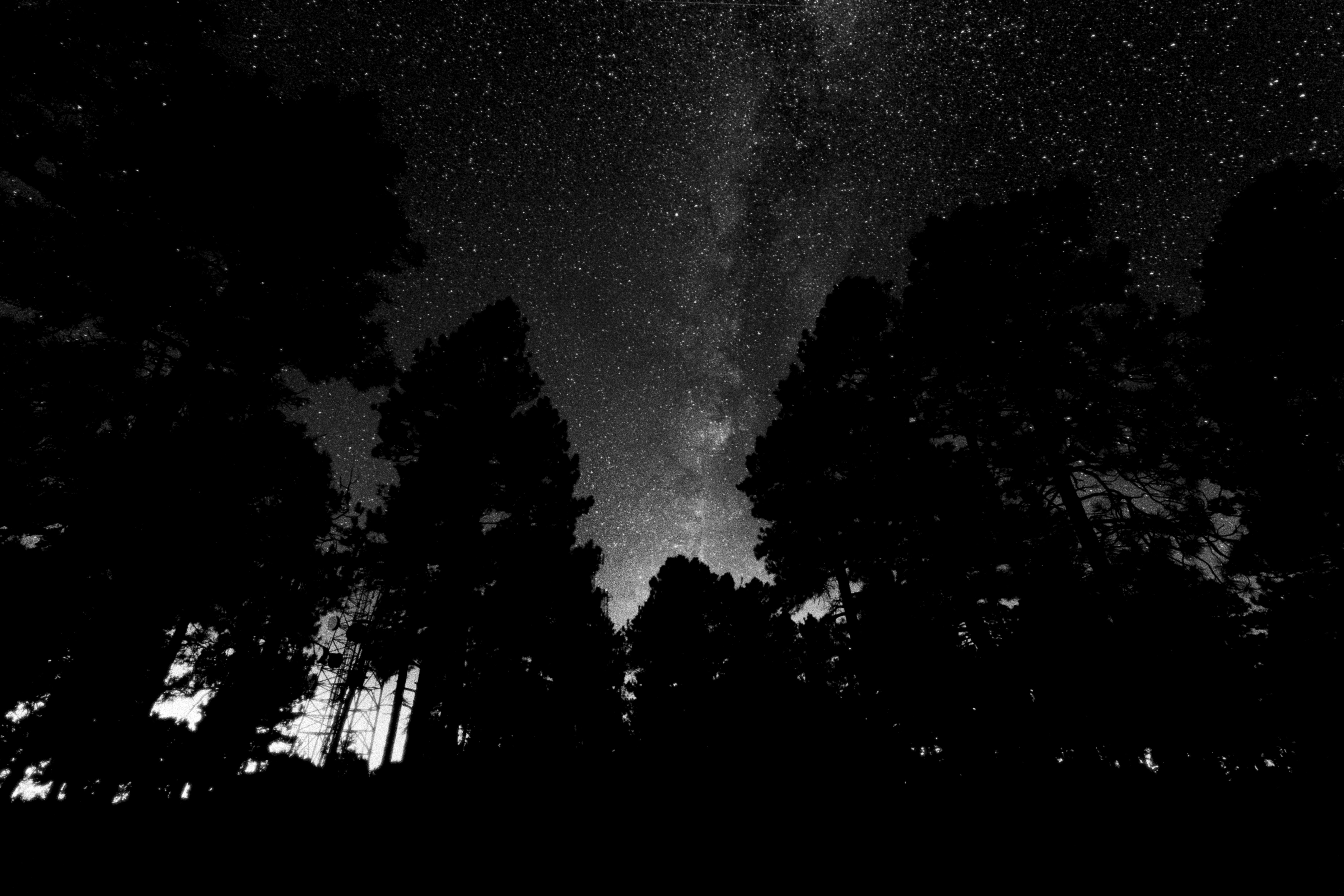 Milky Way Emerges Over Silent Pines