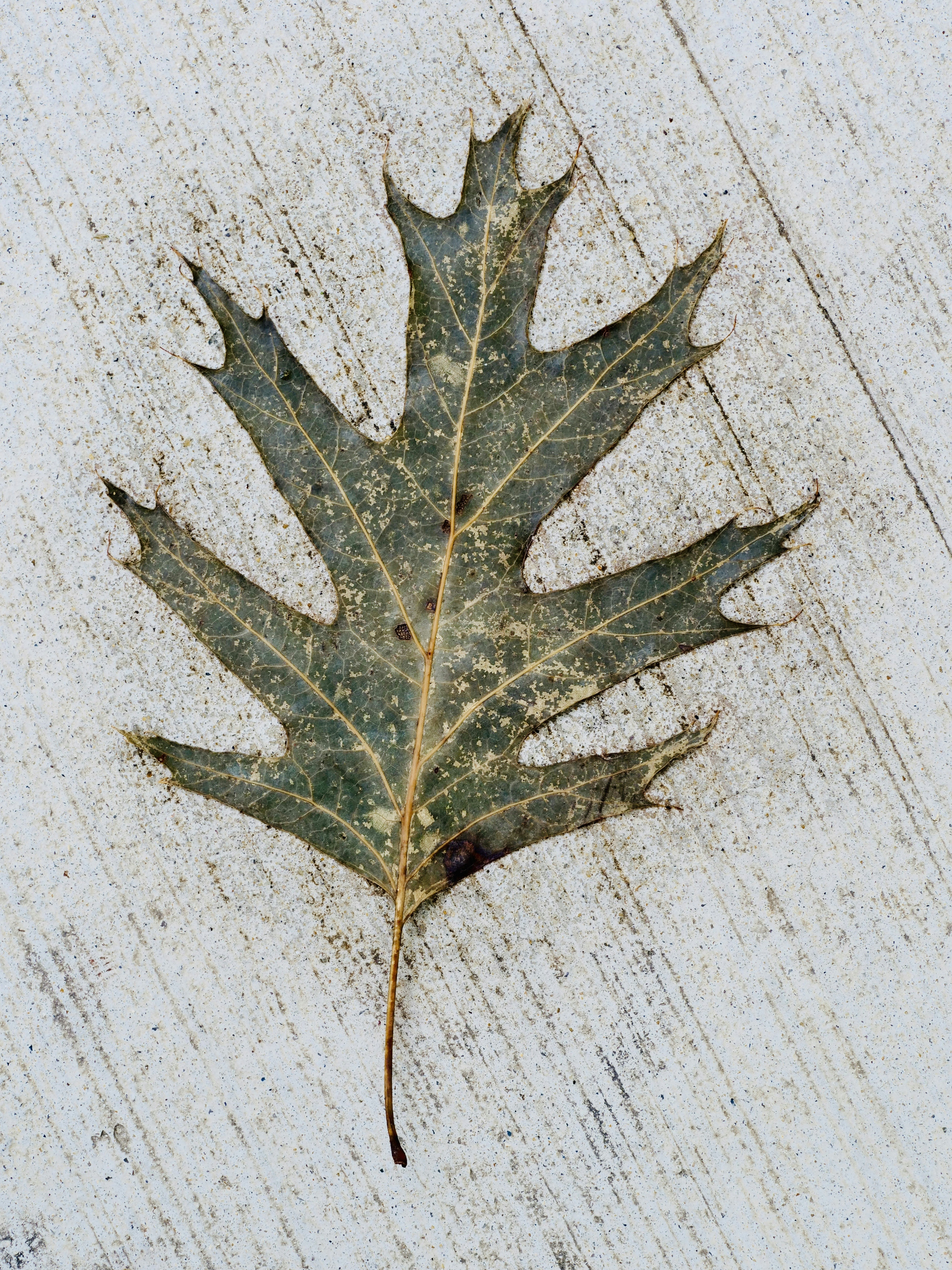 Autumn Leaf Traces: A Single Serrated Contour on Weathered Wood