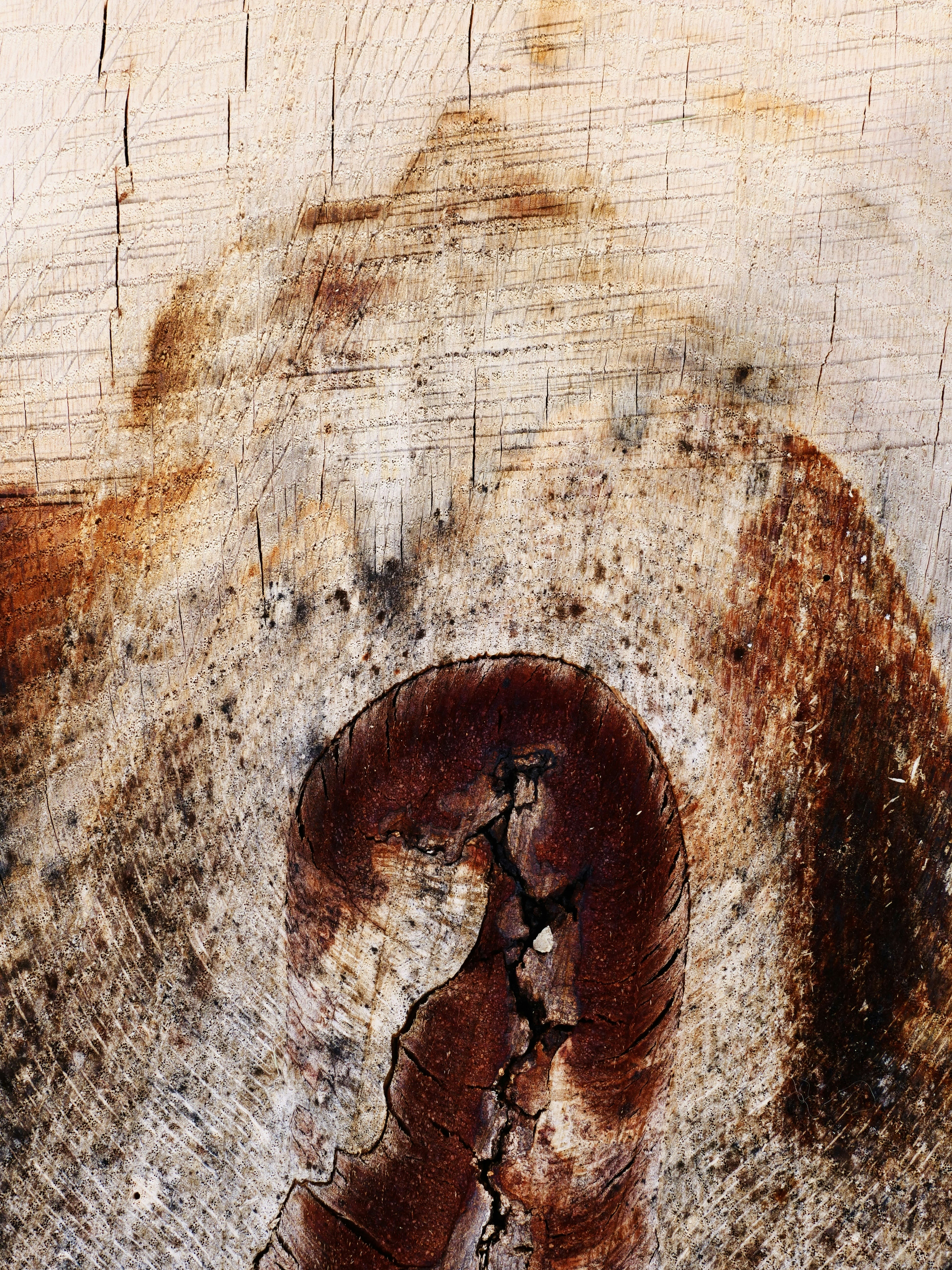 Fossilized Spiral Kernel in Weathered Wood