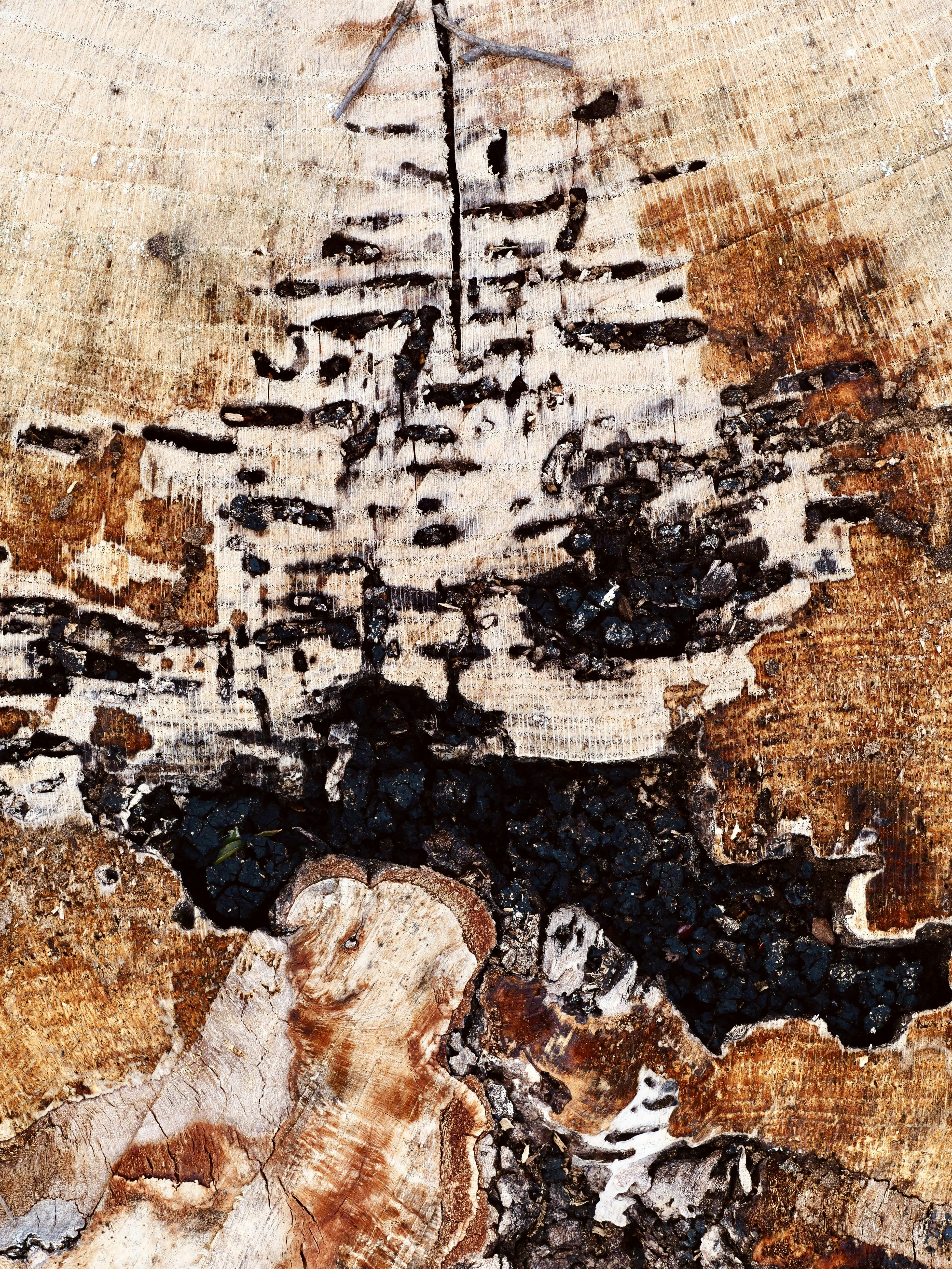 Weathered Woodscape: Carved Grain and Charred Layers
