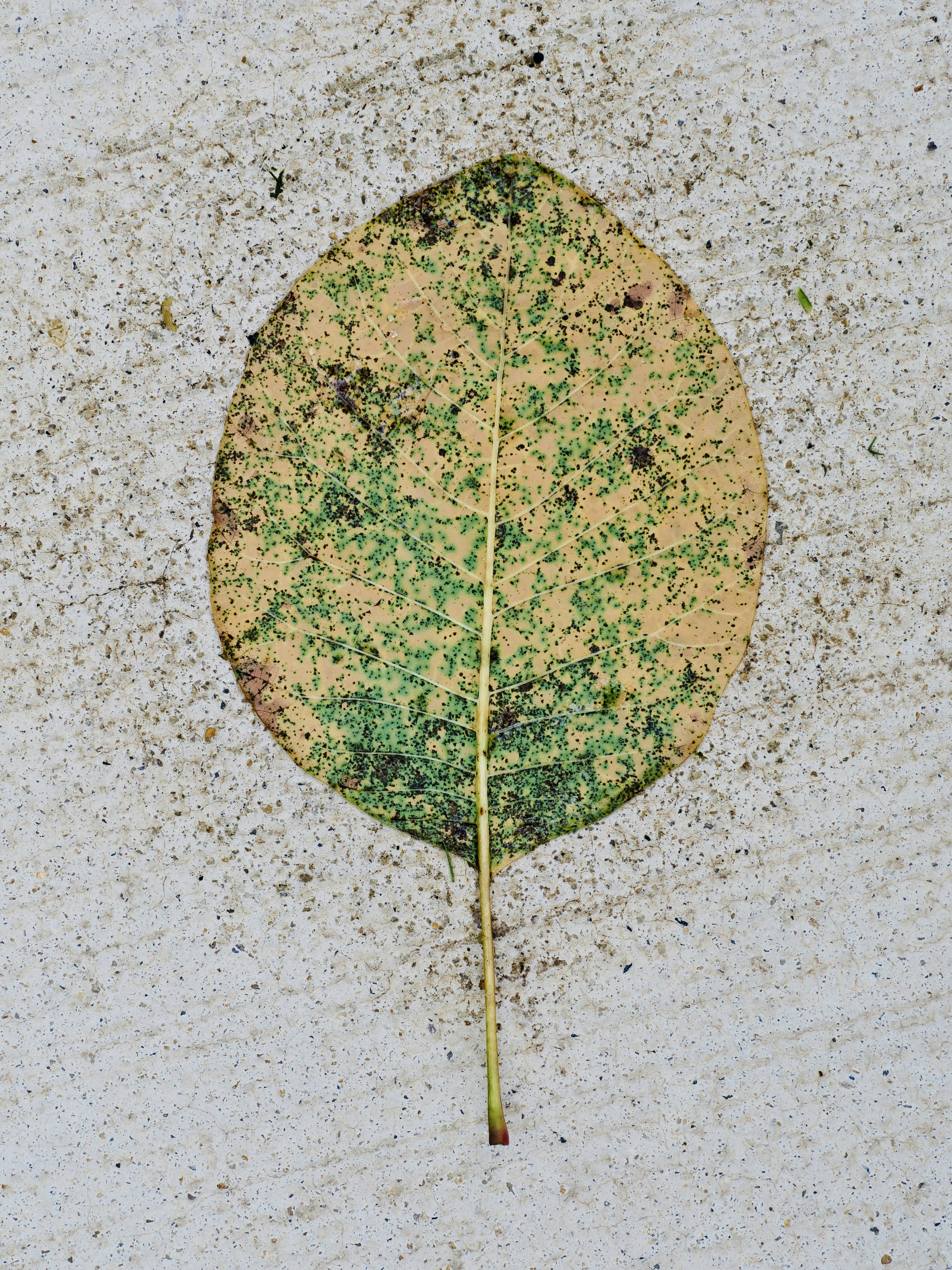 Single Green Leaf Cast Against Concrete