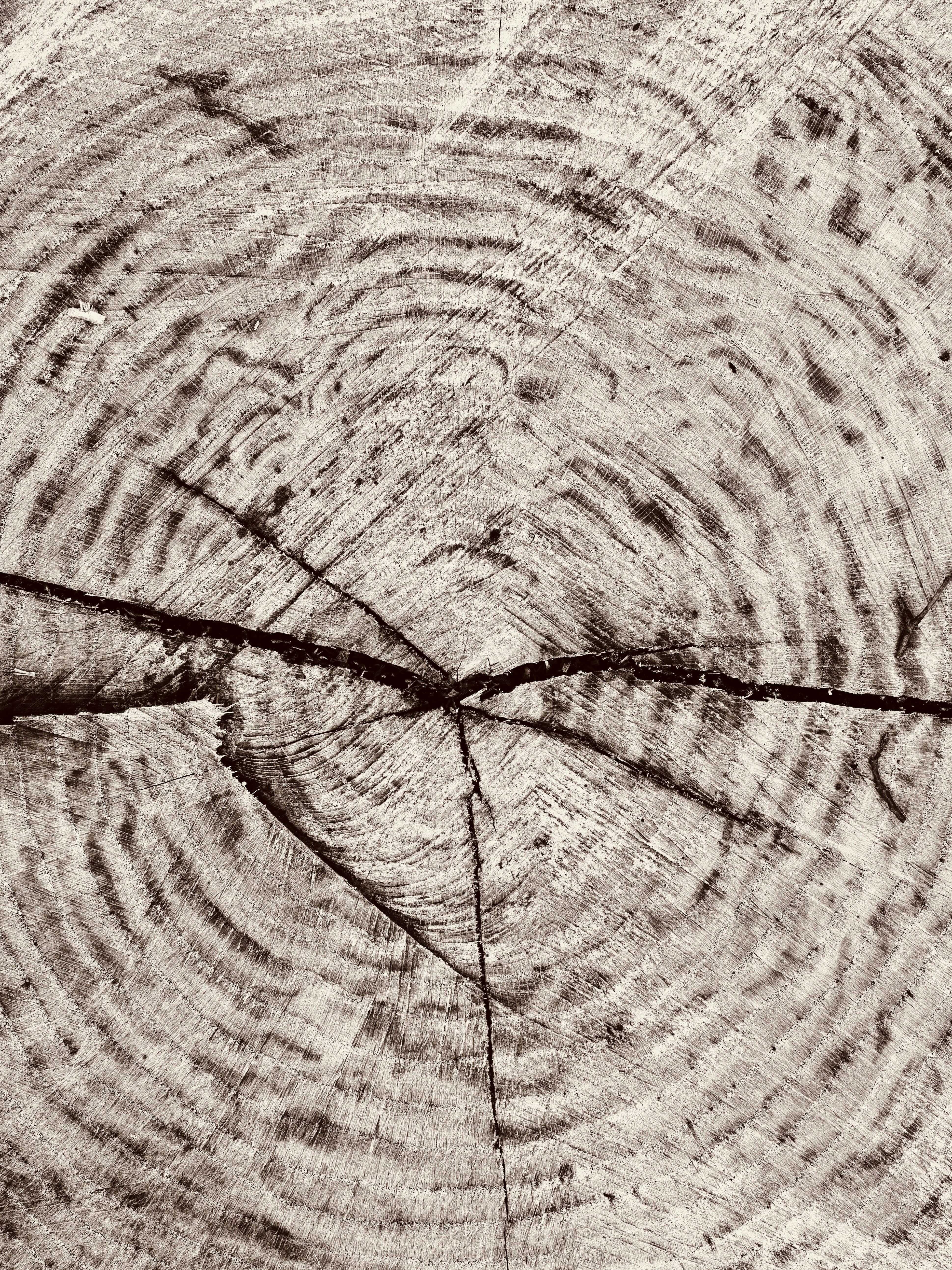 Concentric Rings in a Weathered Tree Cross Section
