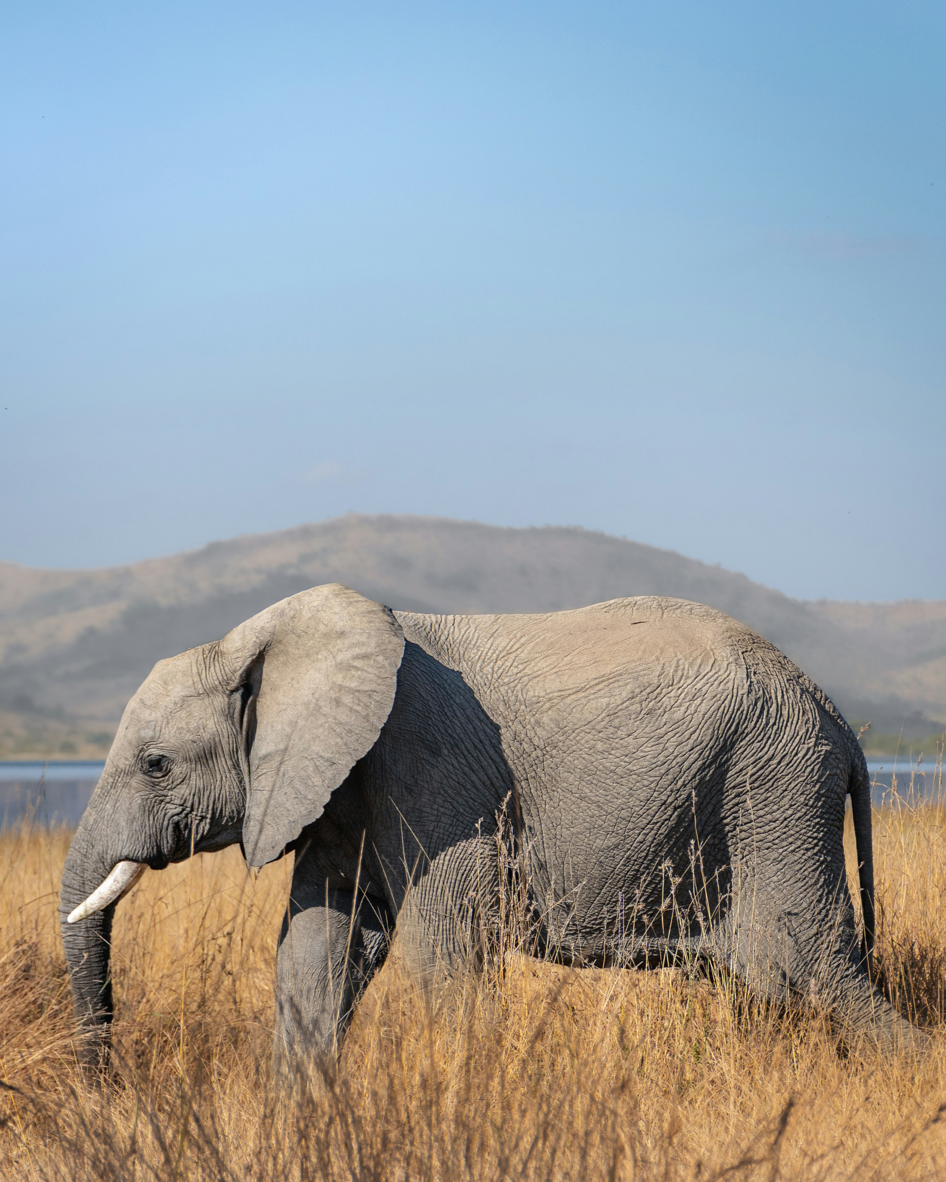 Graceful Giant in Golden Grasslands