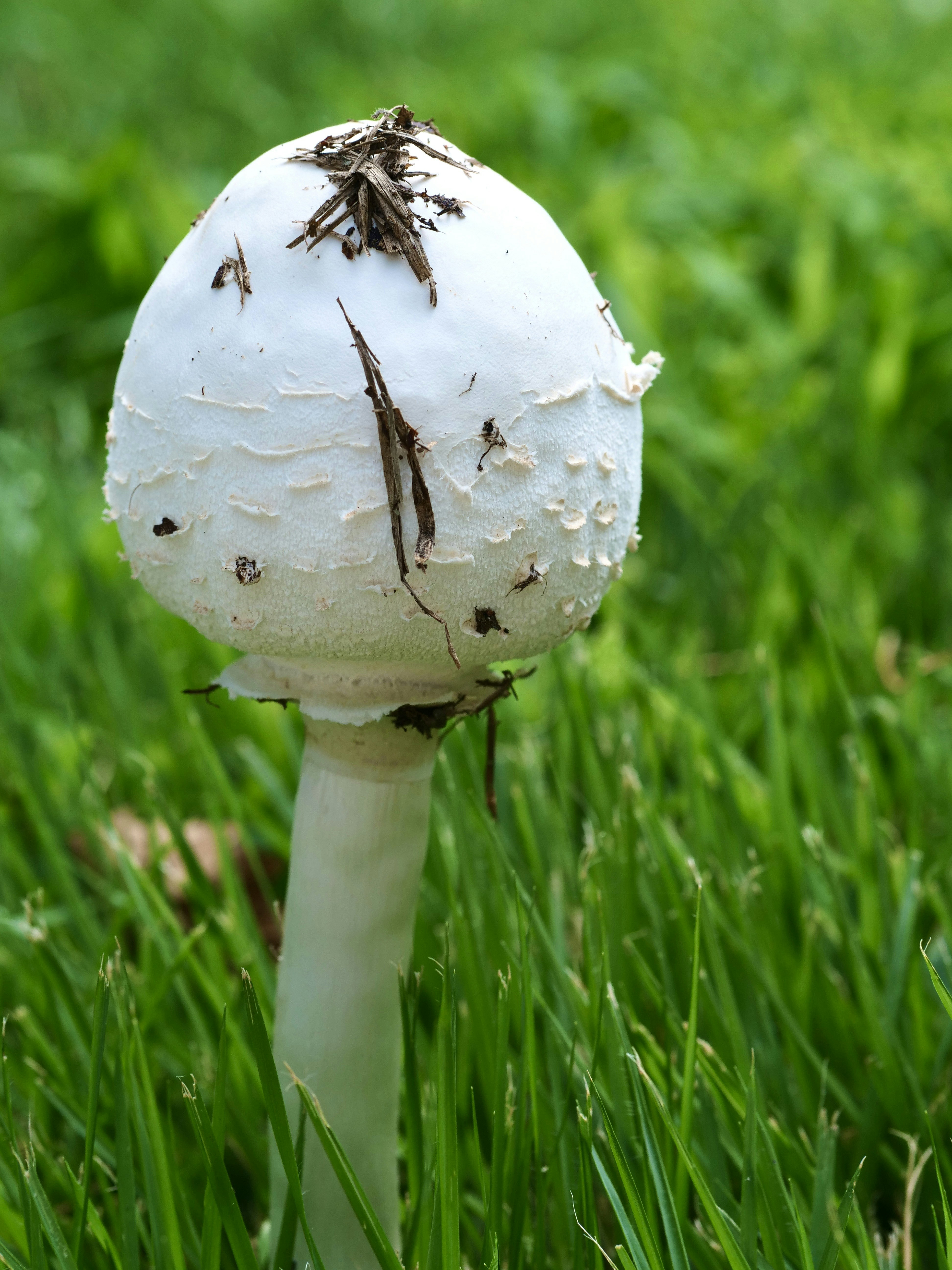 Ivory Cap on a Green Field: A Close-Up of a Lone Mushroom