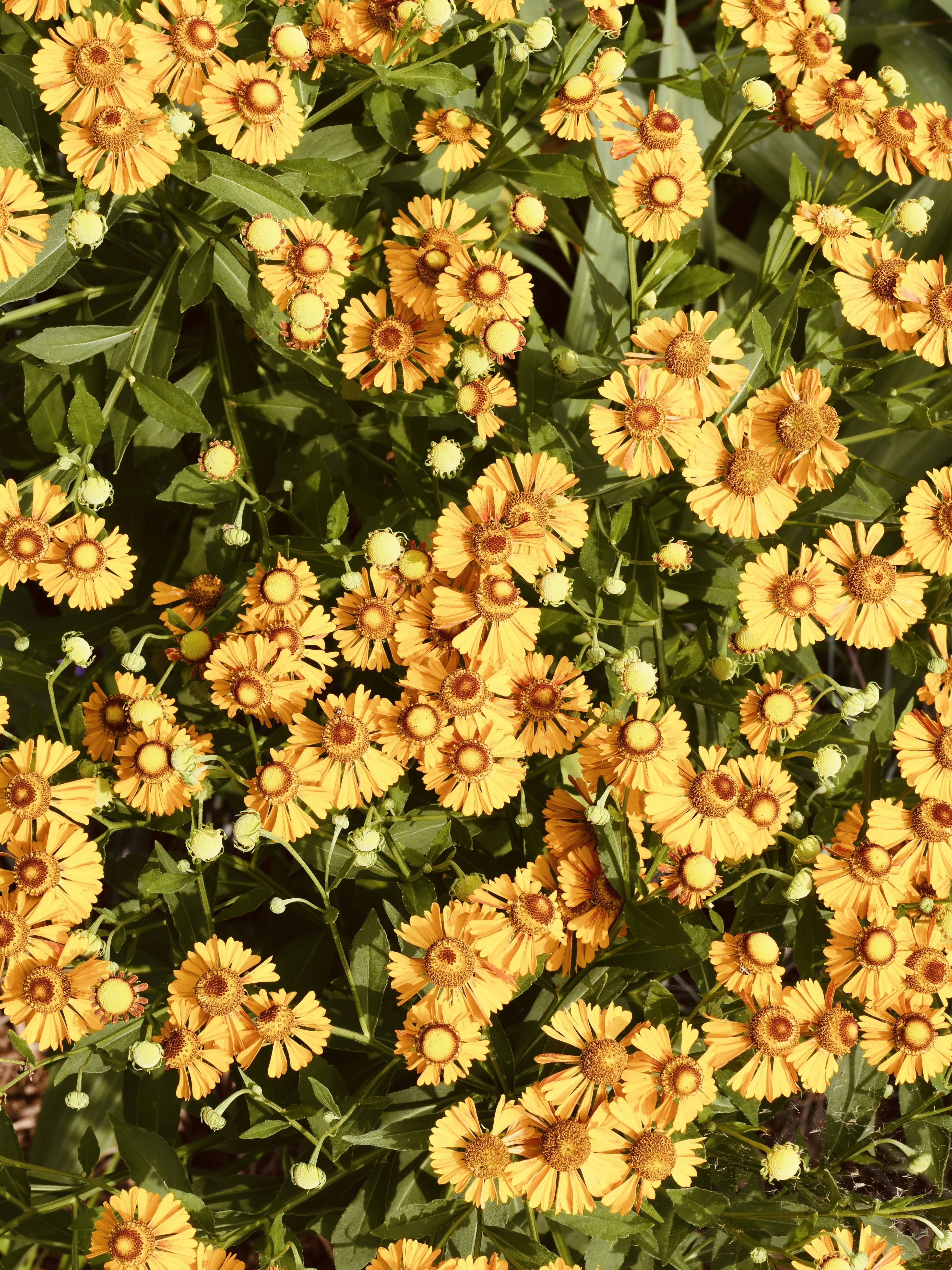 Golden Bloom Patch: Sunlit Asters in a Sea of Leaves