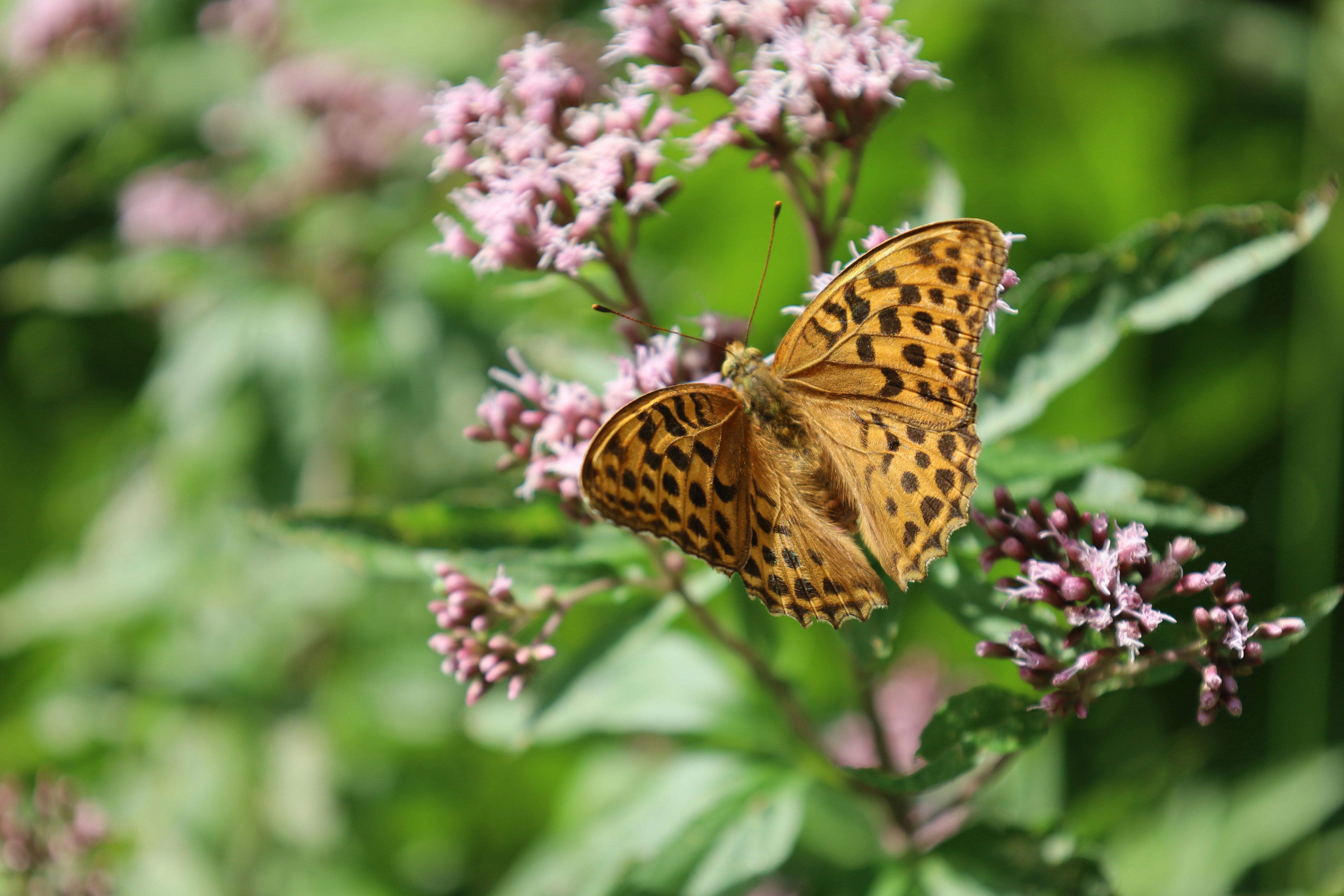 Golden Visitor on Pink Umbel: A Butterfly Amid Soft Greenery