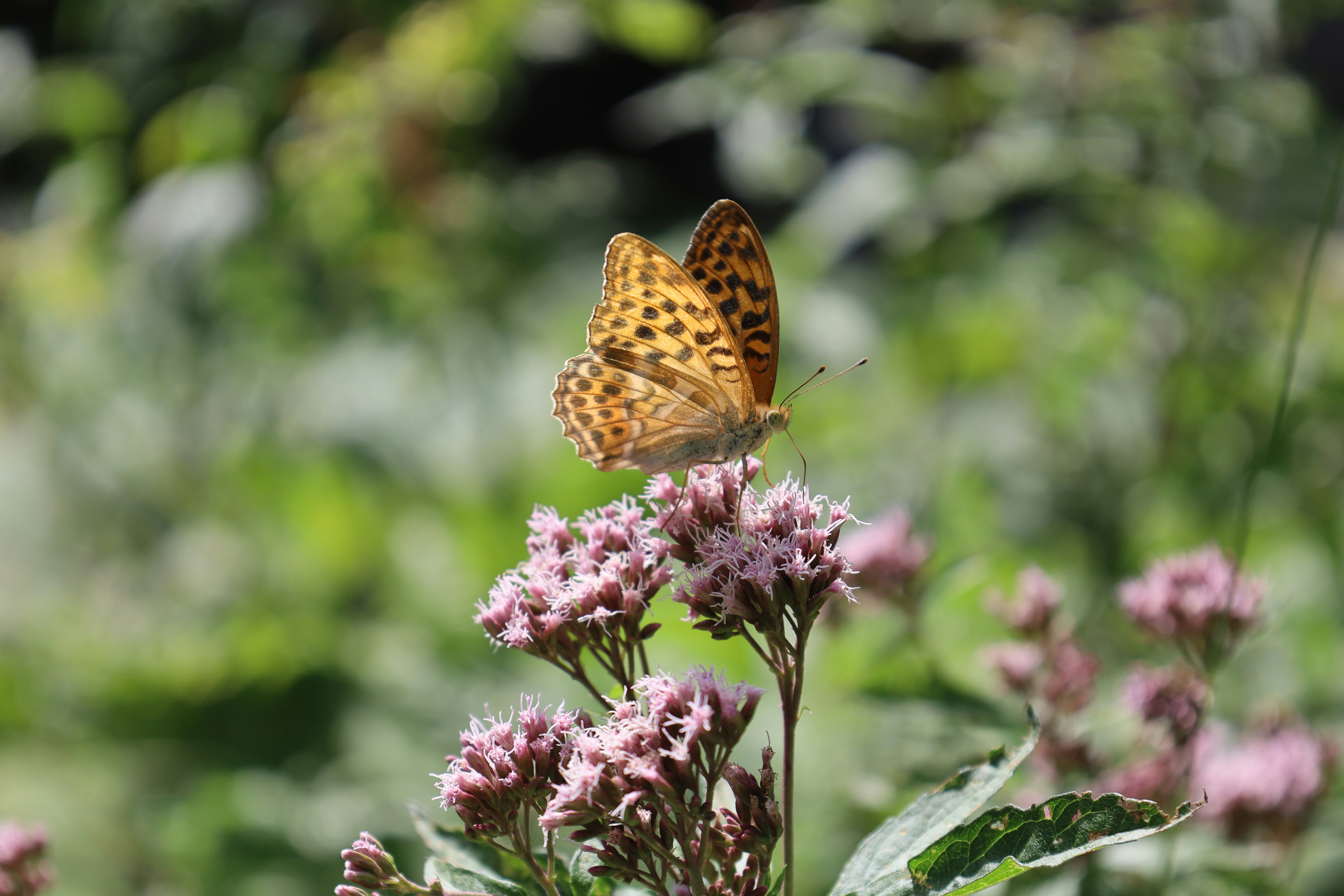 Butterfly on Blush: A Sunlit Moment atop Delicate Blooms