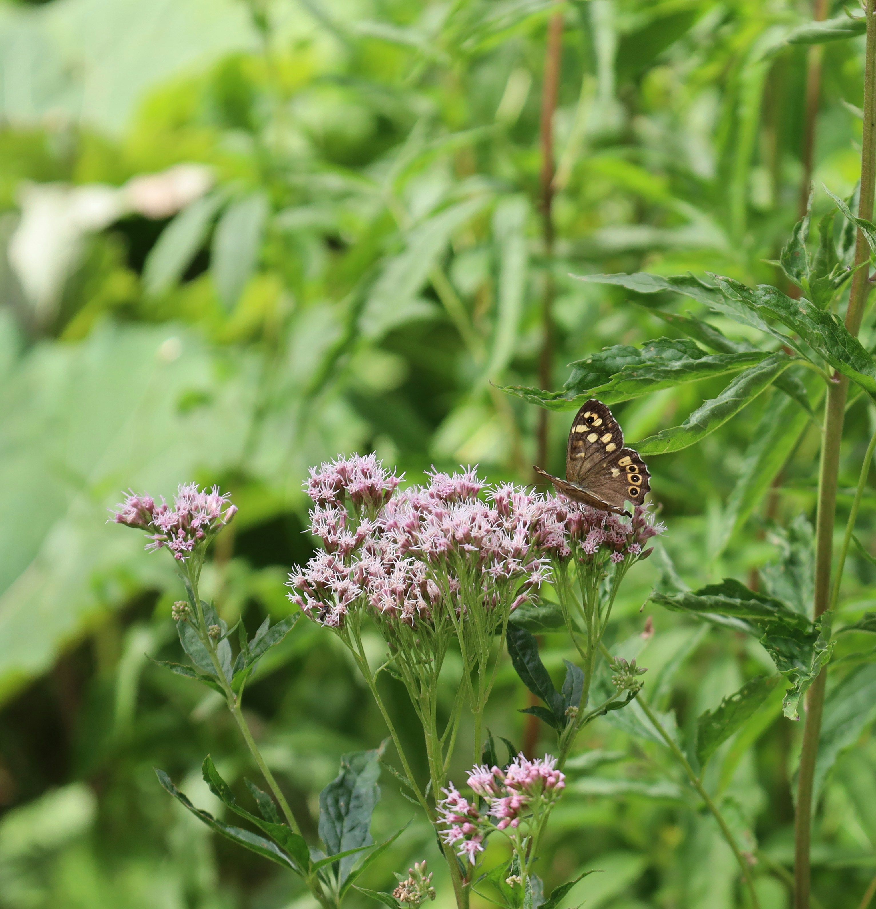 Butterfly on Pink Queen Anne’s Lace Amid Green Serene Backdrop