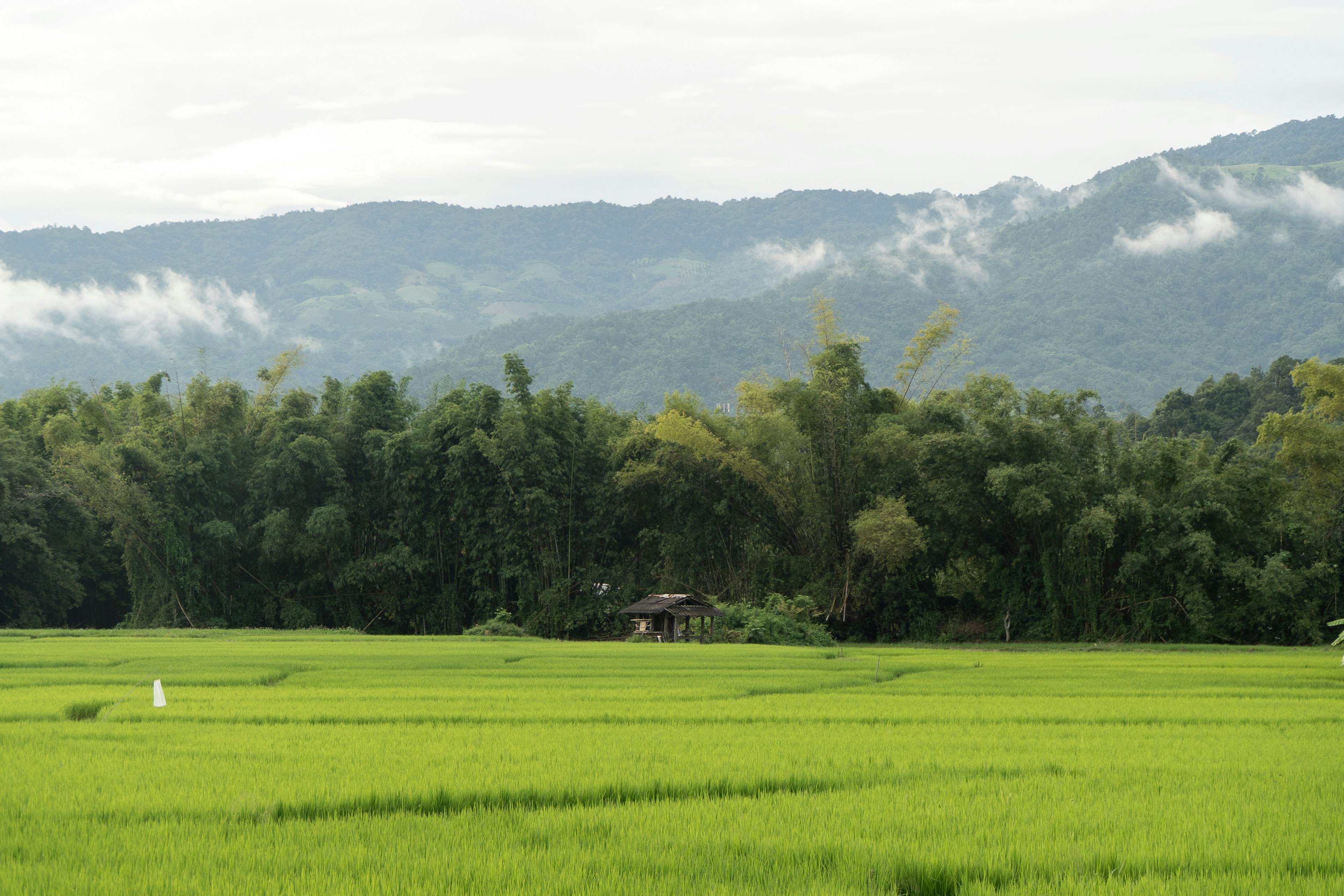 Verdant Field Under Cloud-Capped Mountains