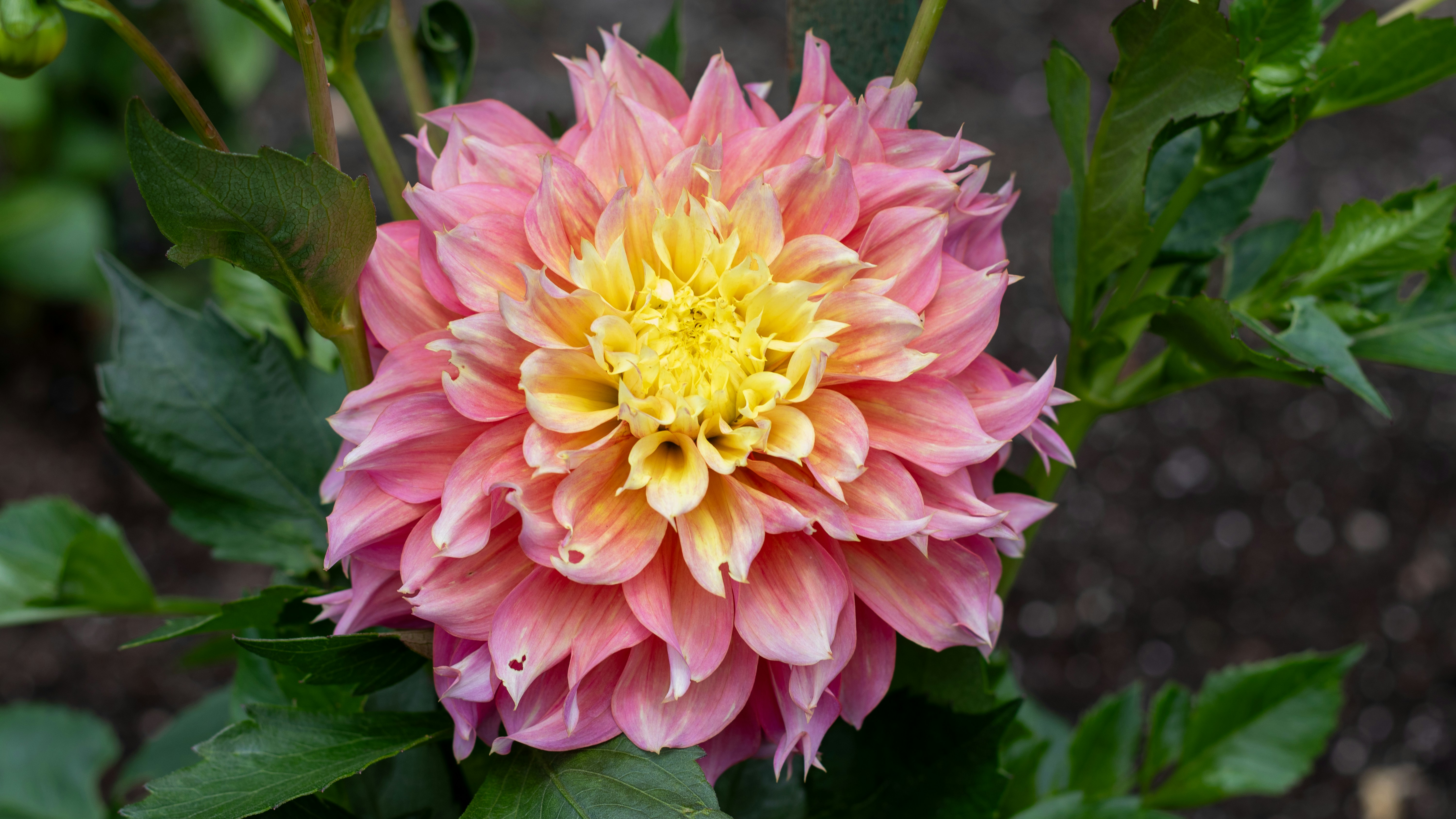 Soft Sunset Bloom: Pink-Yellow Dahlia in Shelter of Green Foliage