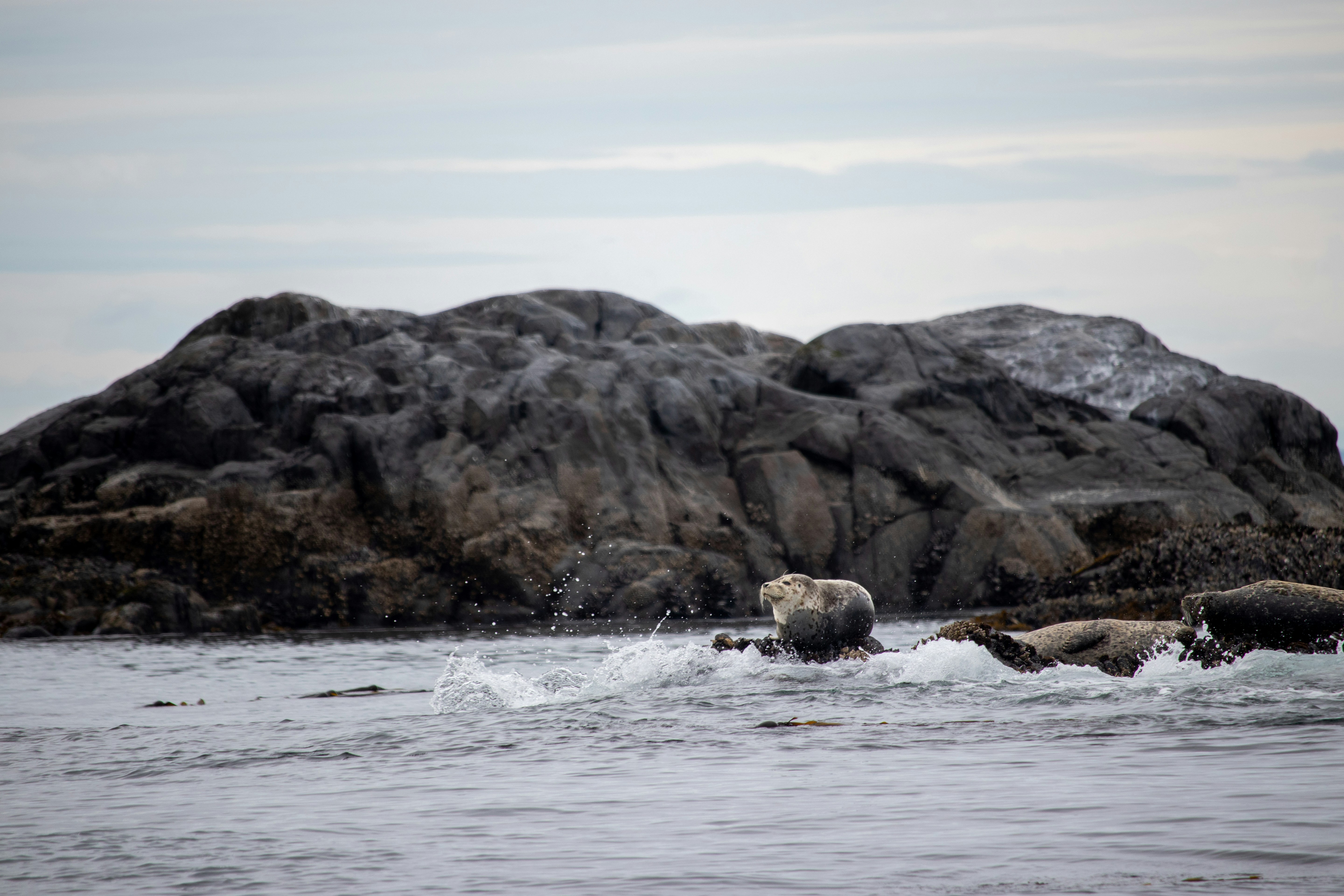 Seal at the Edge: A Quiet Encounter with Tidal Rocks