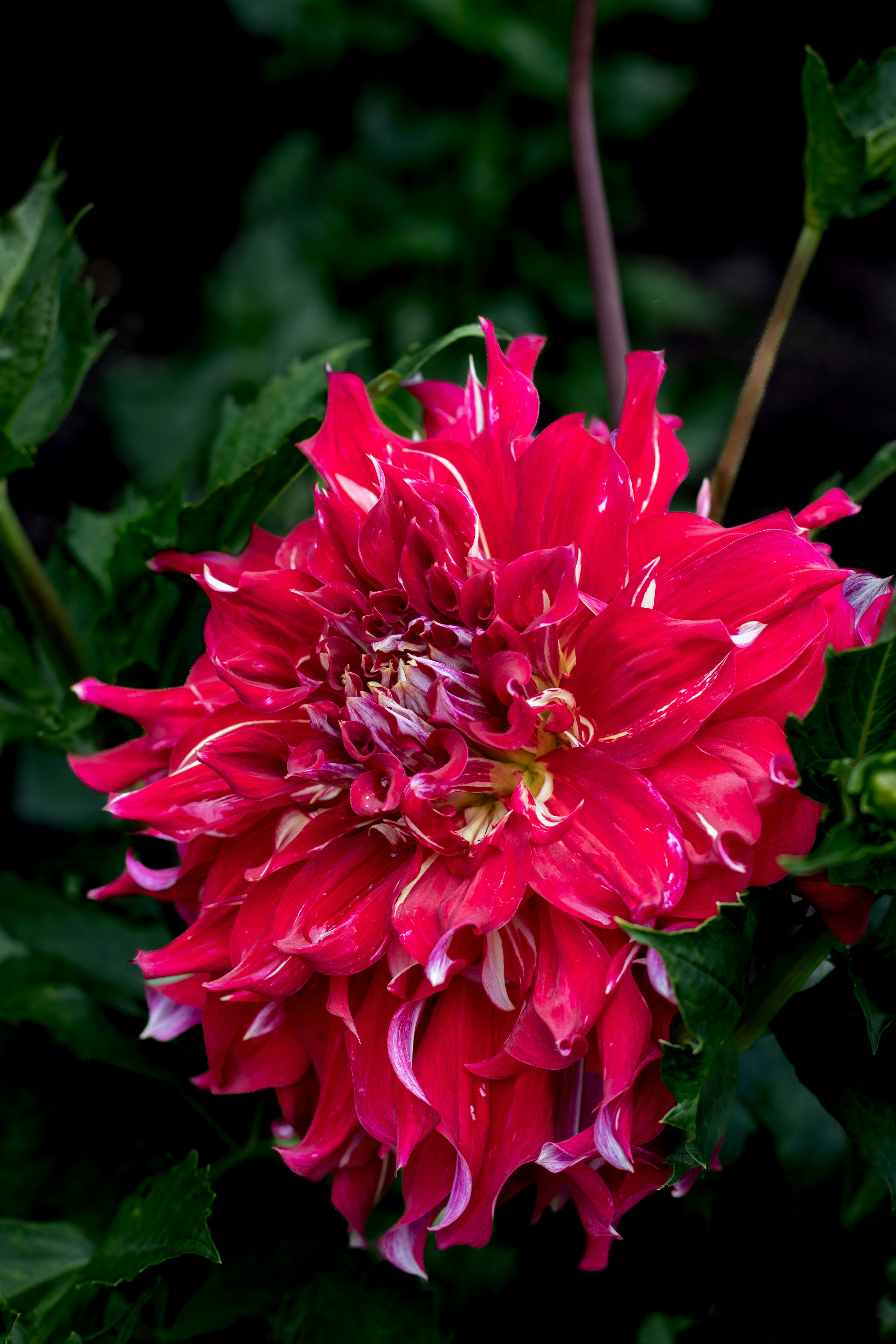 Crimson Bloom: A Dahlia's Vivid Core