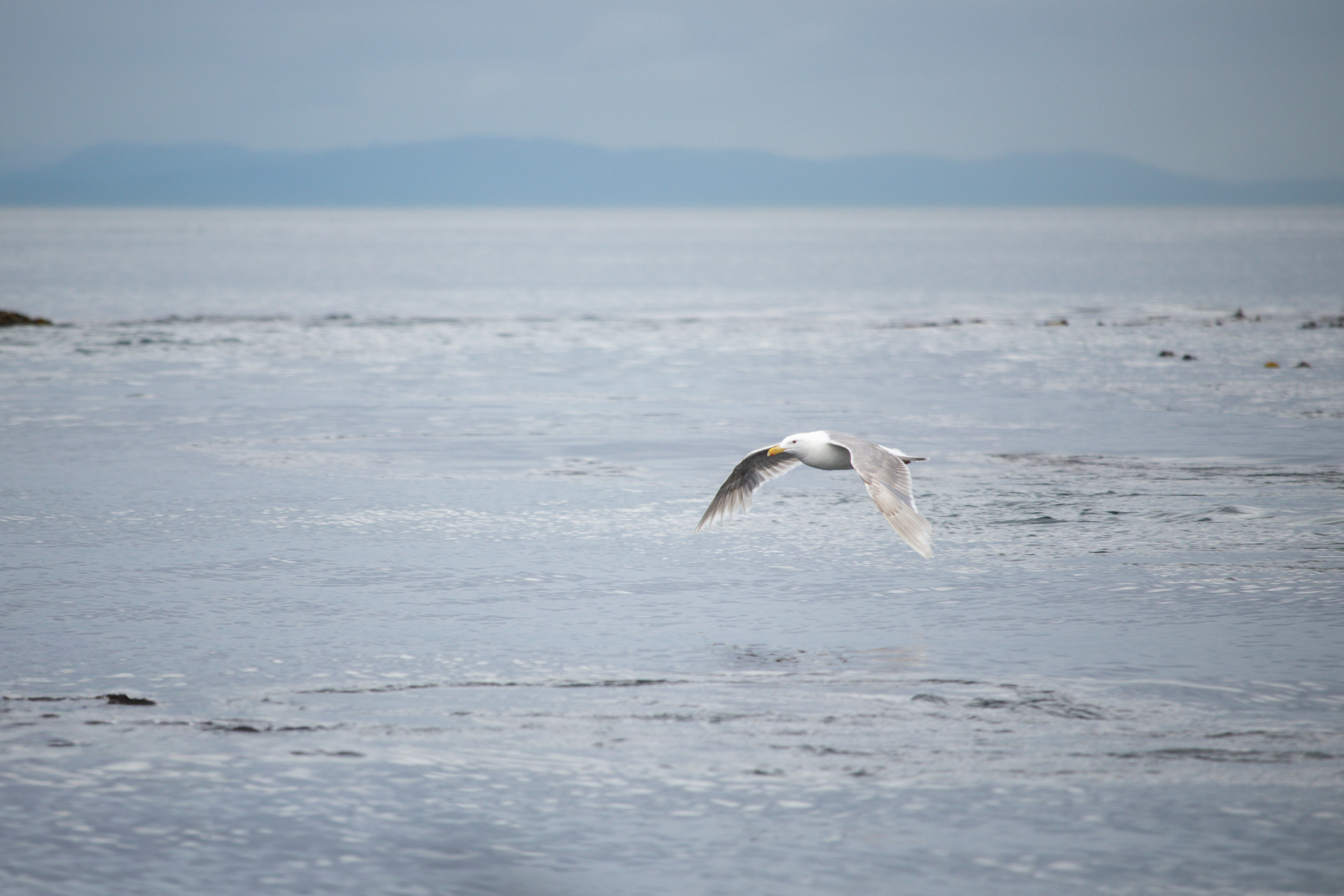 Tidal Glide: Seabird in Quiet Horizon