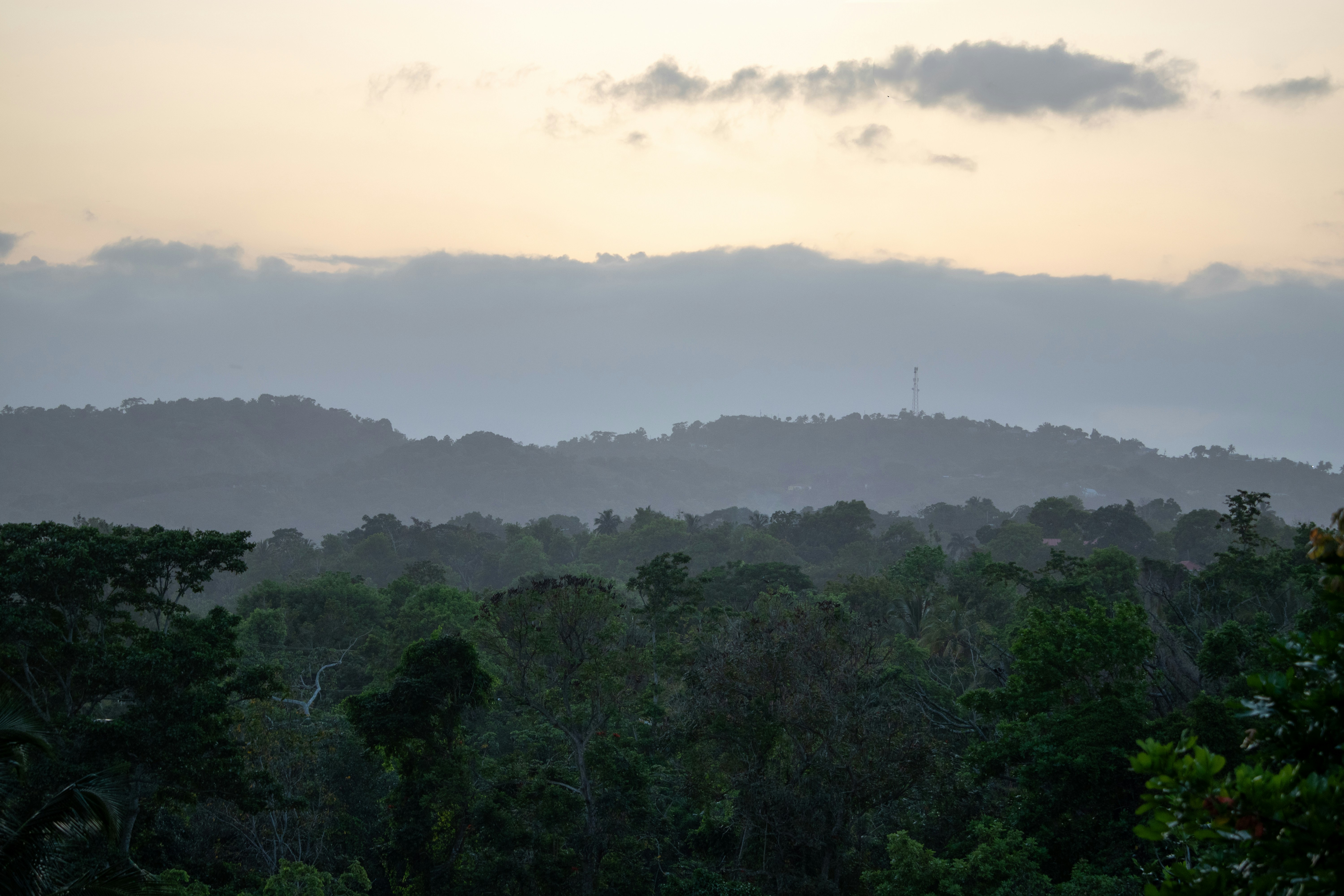 Dawn Over a Humble Canopy: Layers of Mist on the Ridge
