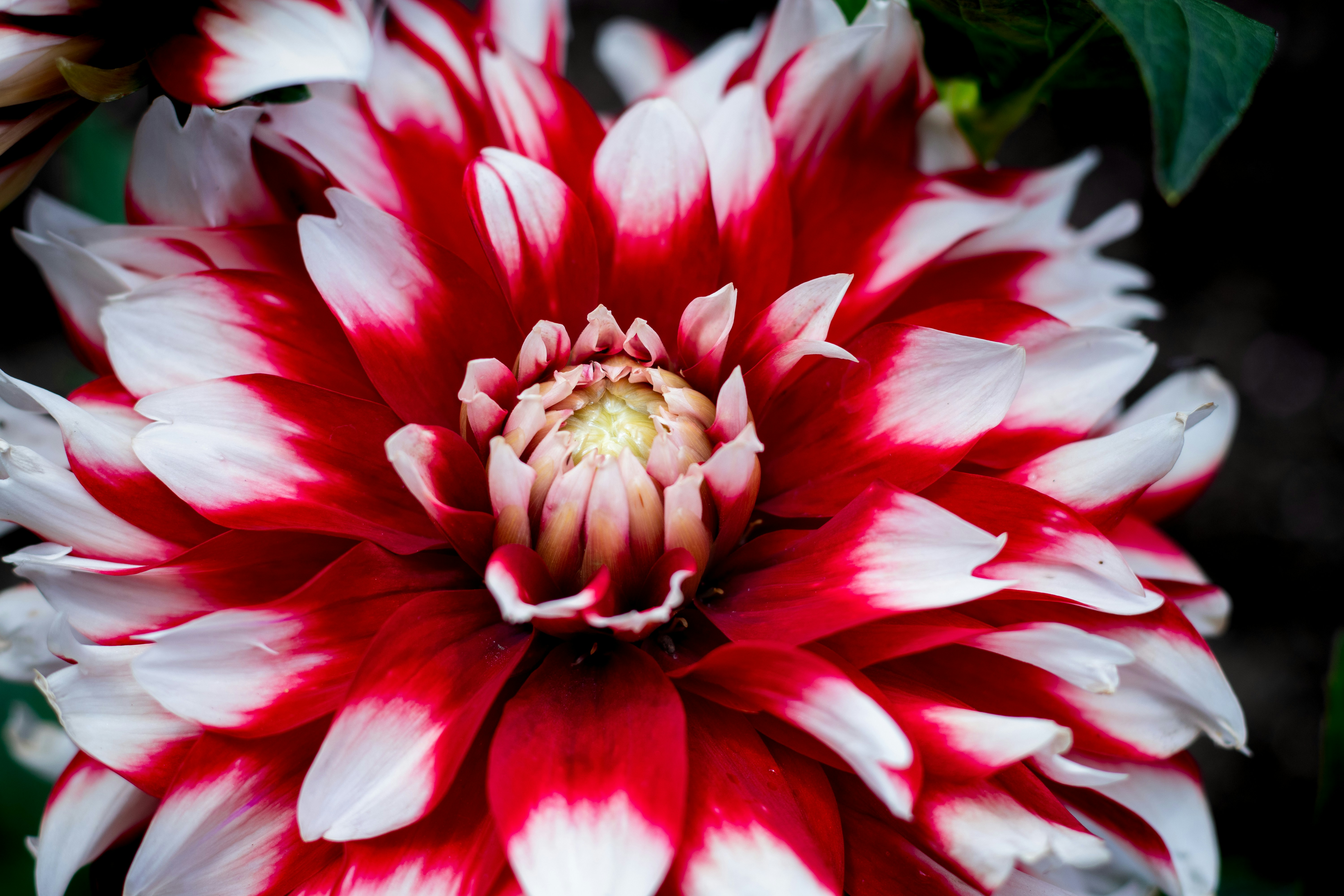 Crimson Bloom: Central Petal Crown in Night-dark Garden