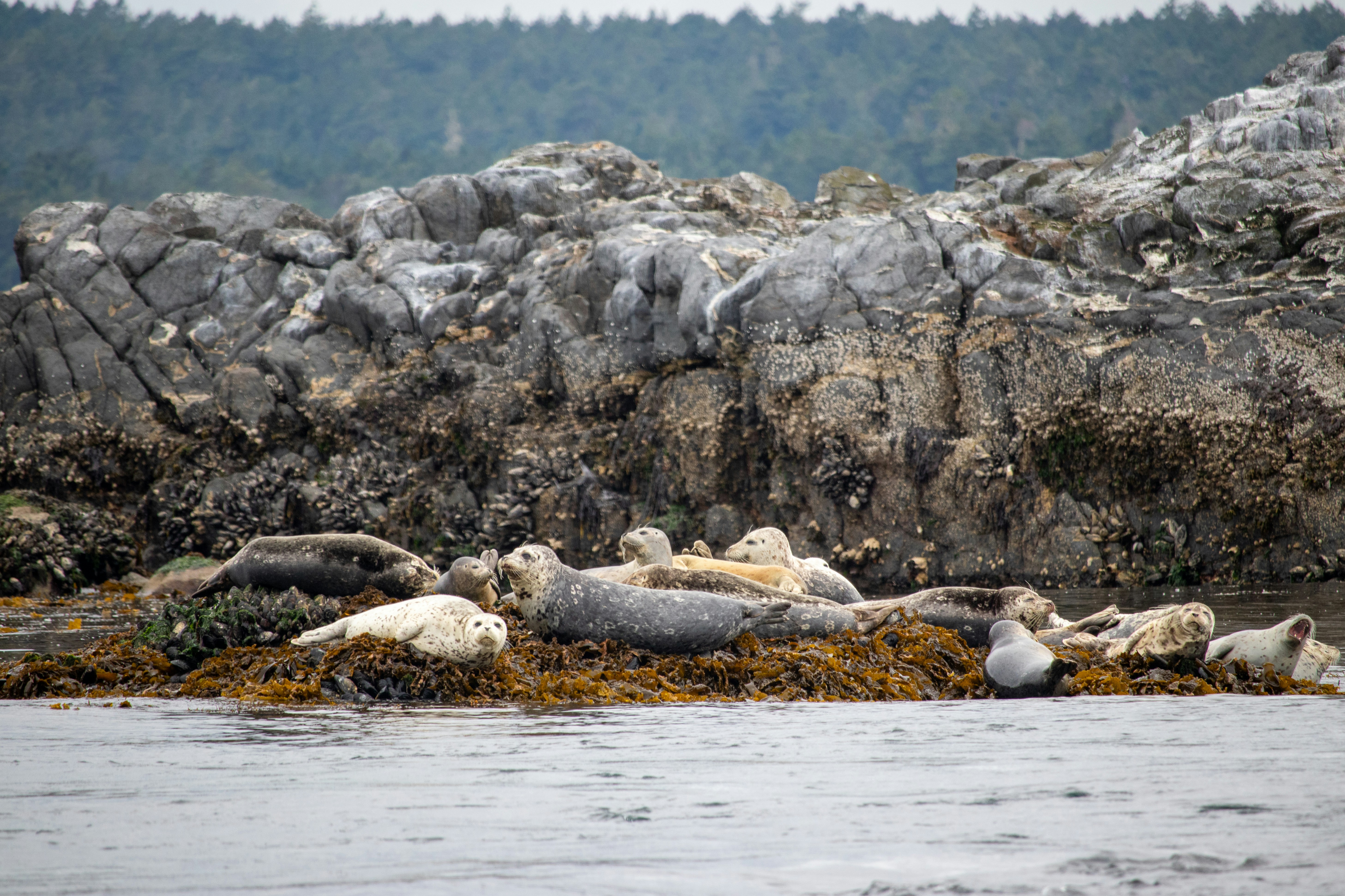 Seals Resting on a Rocky Tide