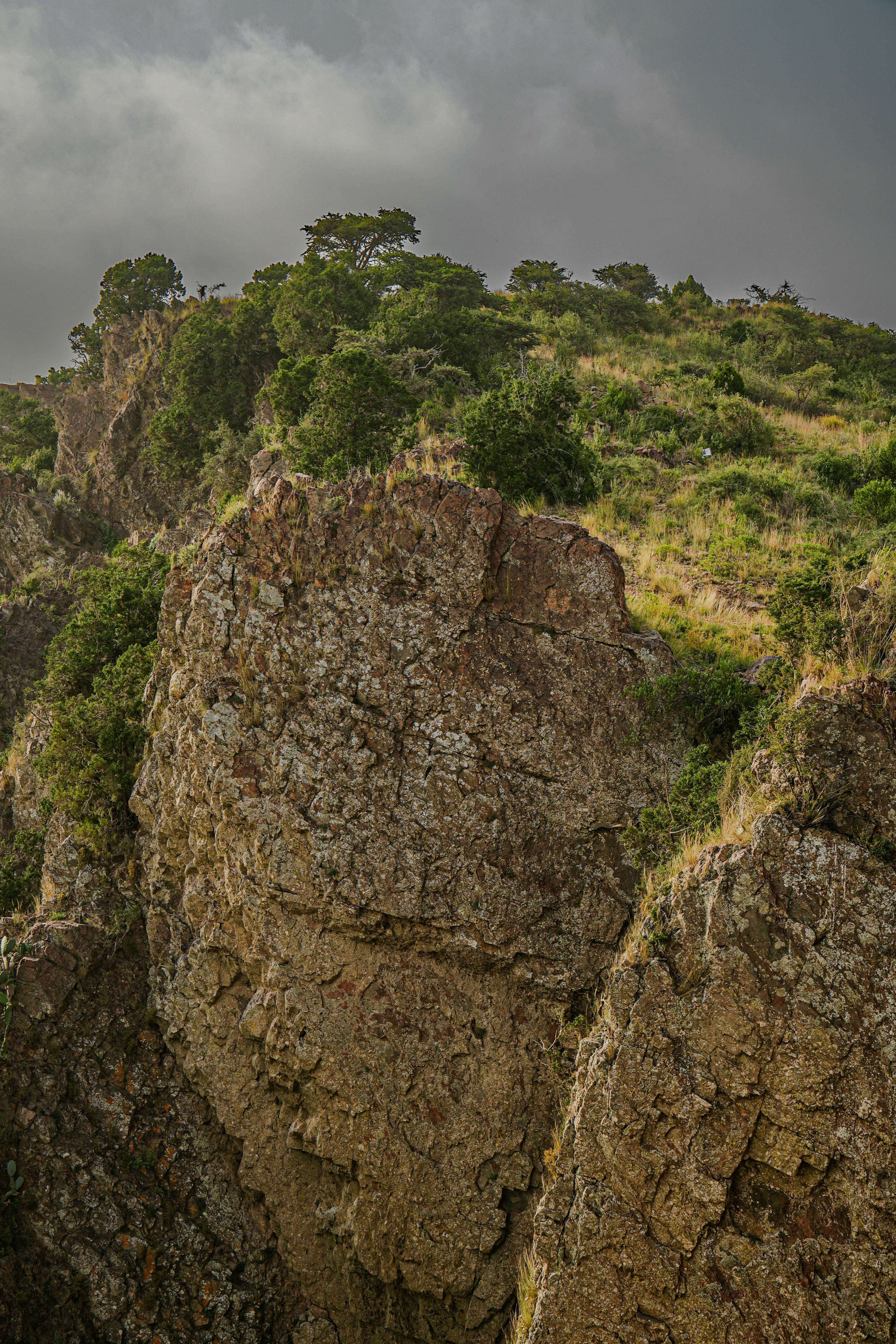 Cliff Crestline: Pine Arching Above Granite Scarp
