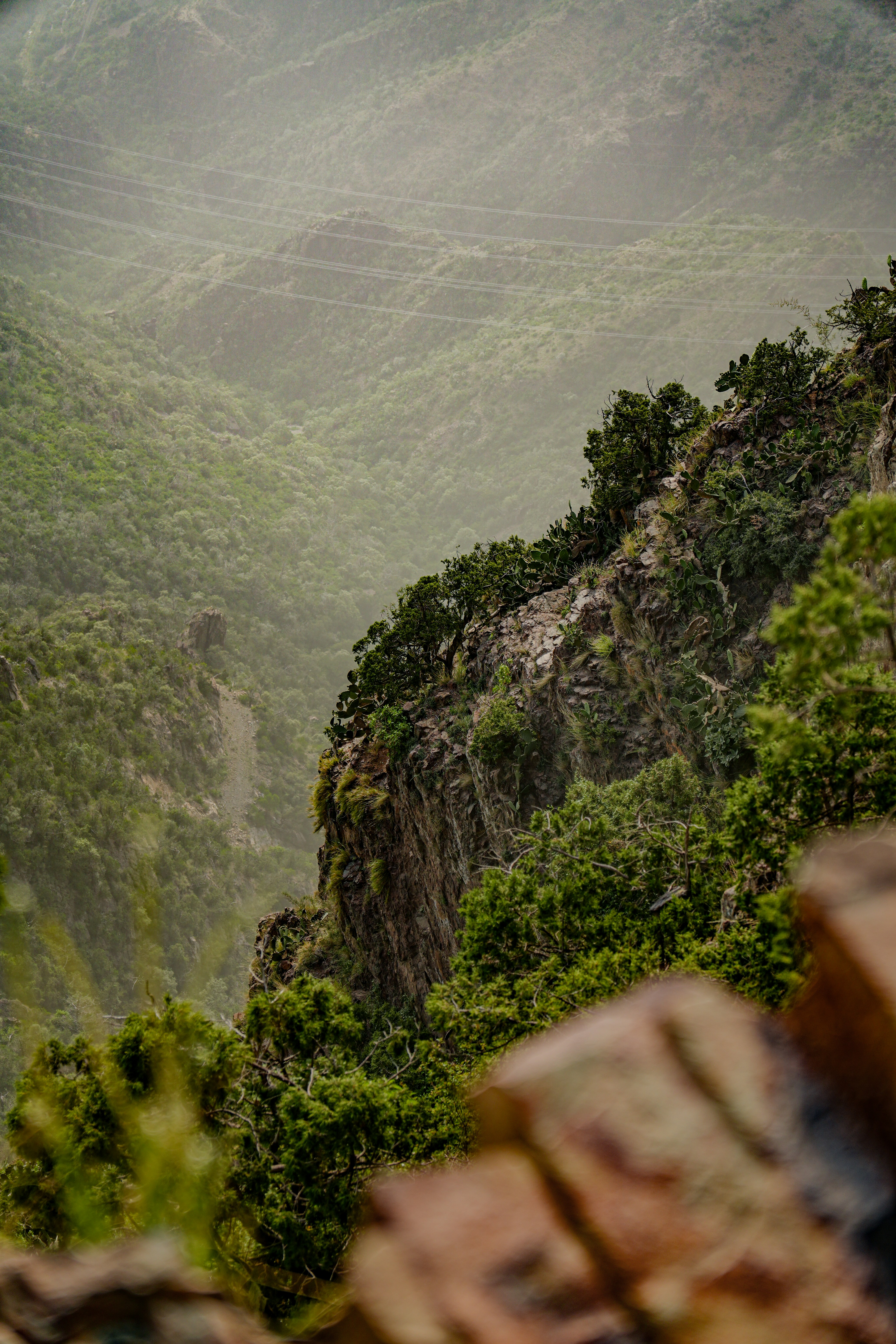 Cliffside Green Mirth: A Misty Canyon Study