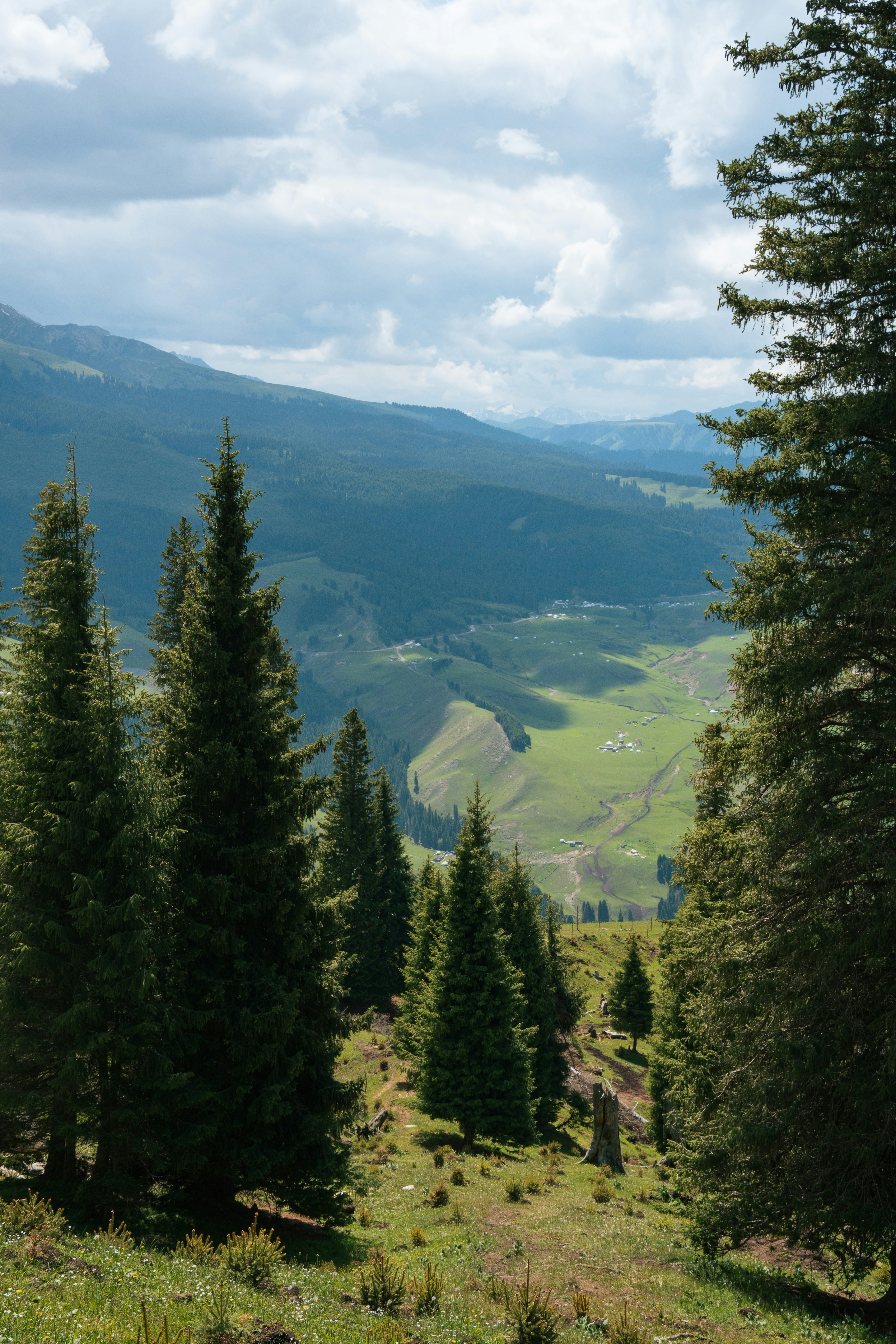 Pole-Forest Overlook: A Mountain Valley Framed by Pines