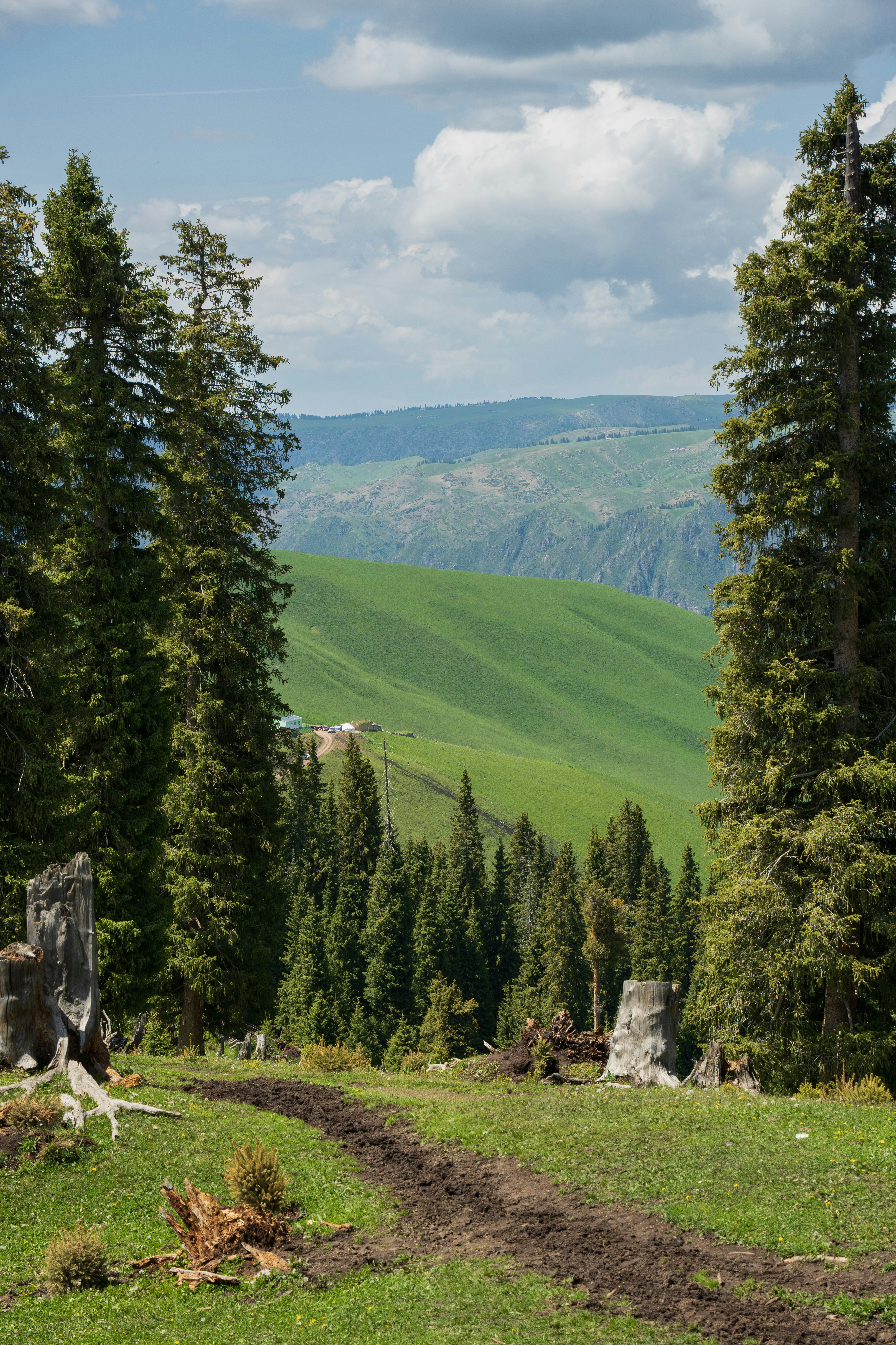 Trail Through a Green Spine: Pines Framing a Mountain Pass