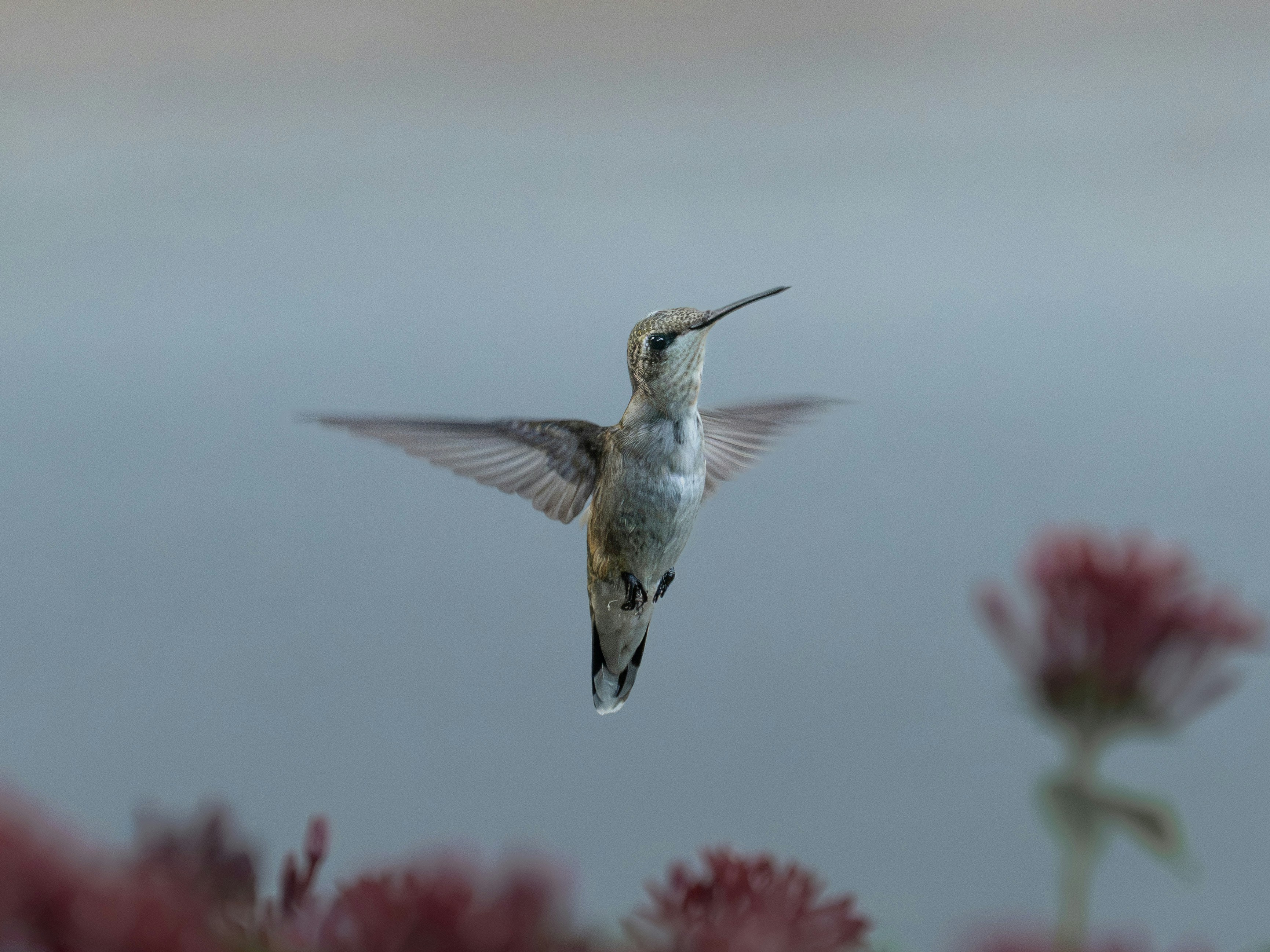 Hovering Streak: A Hummingbird Suspended Above Quiet Water