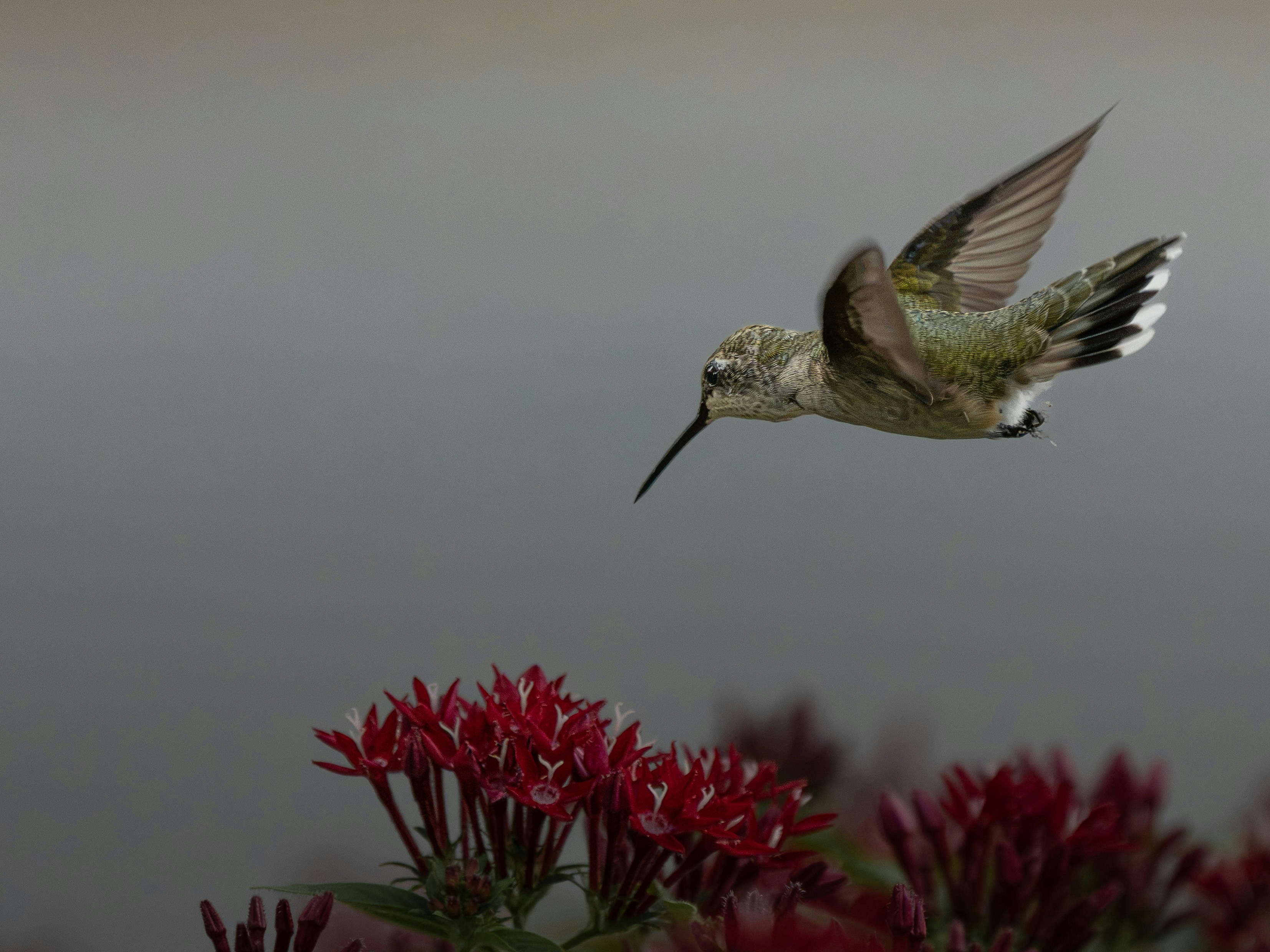 Hummingbird in Free Flight Above Crimson Blooms