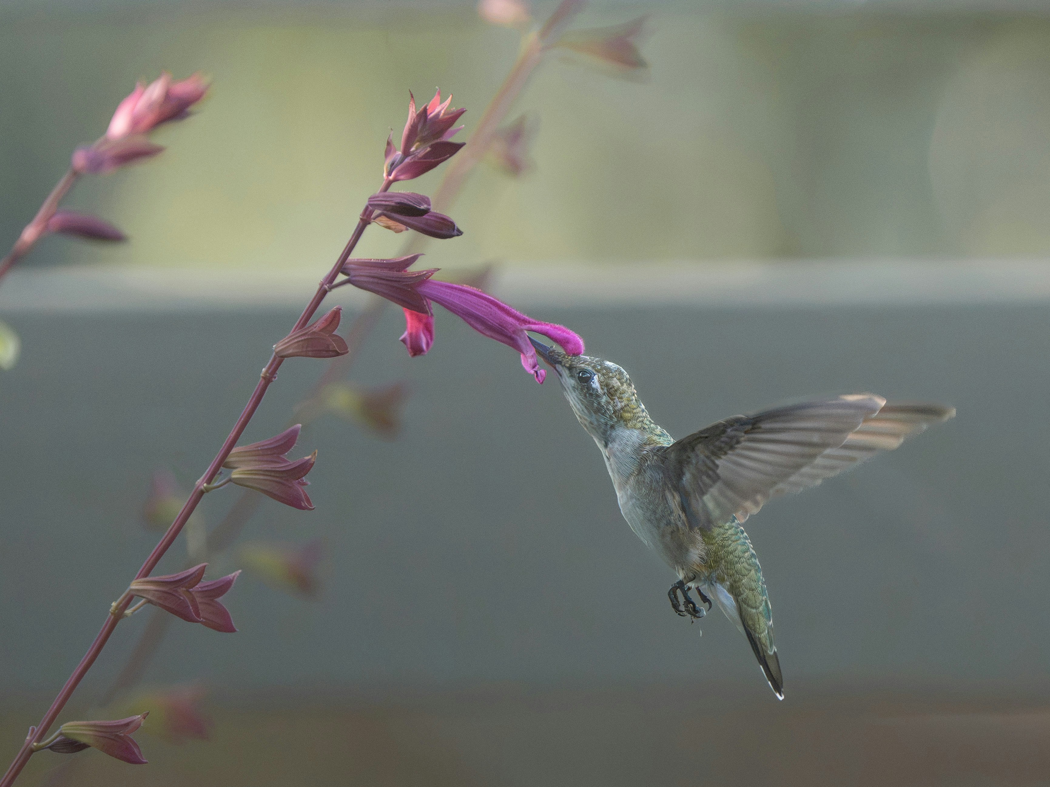 Hummingbird in Momentary Nectar Pause