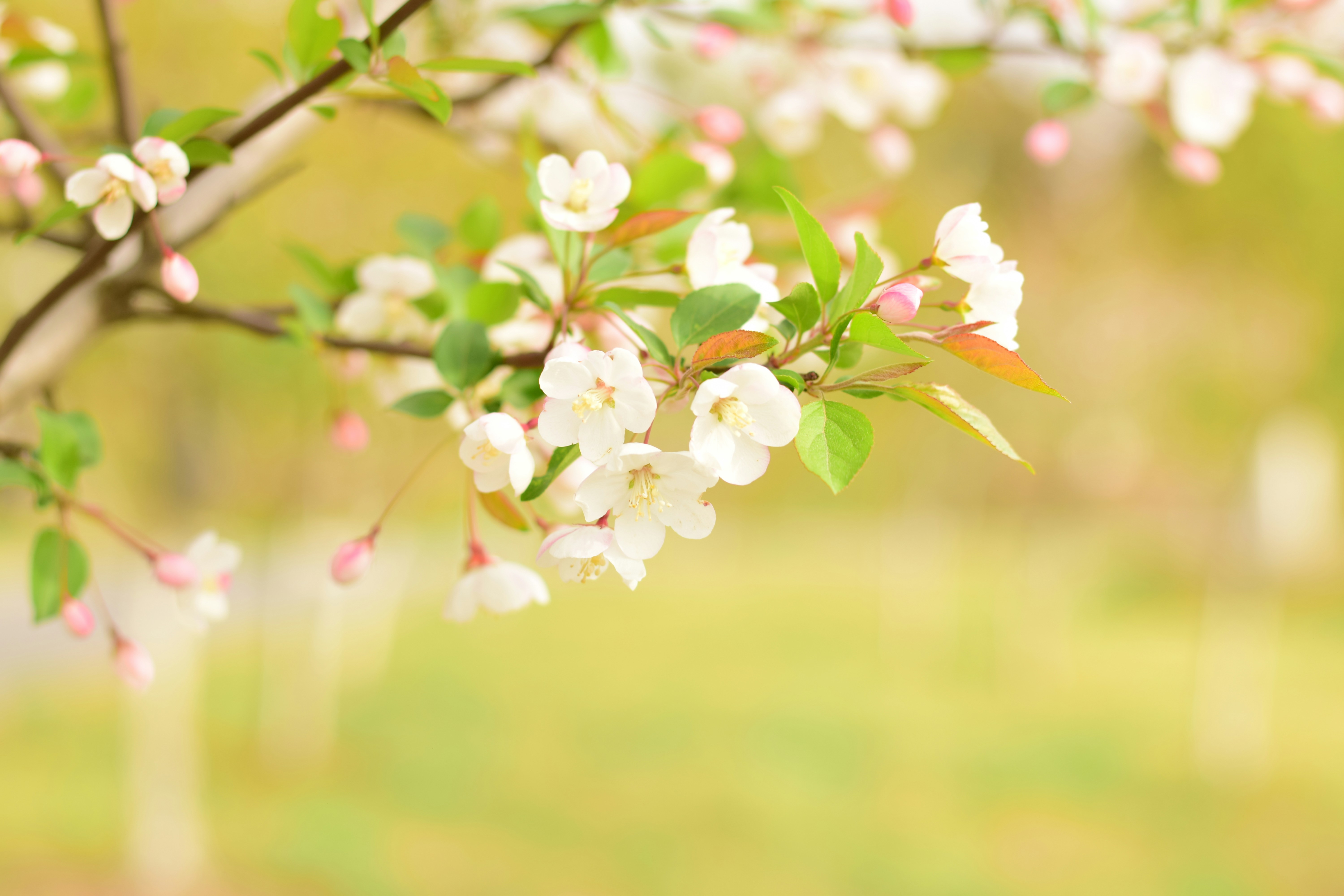 Blooming Orchard Whisper: A Close-Up of Spring’s First Petals