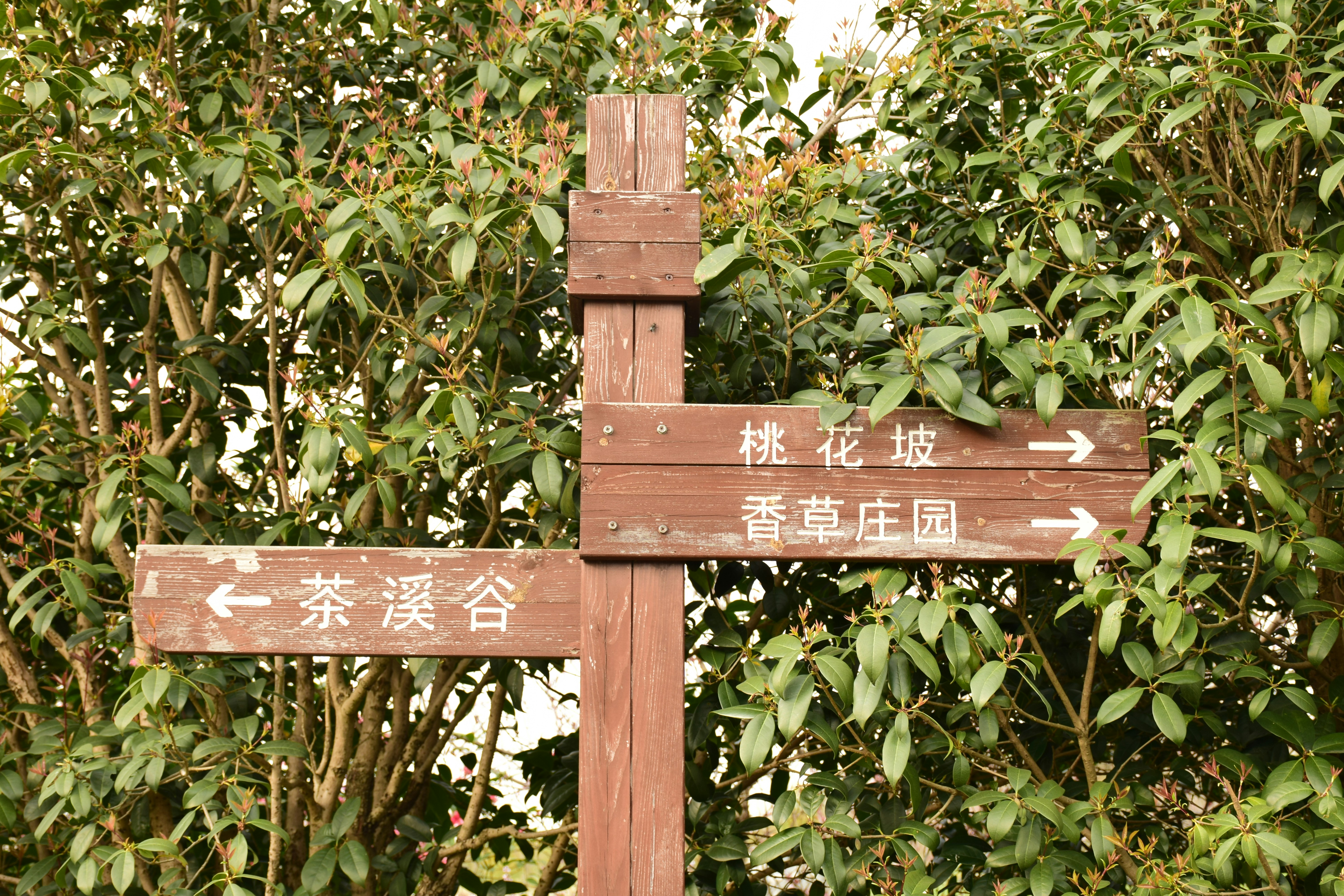 Signpost in a Tangle of Greenery