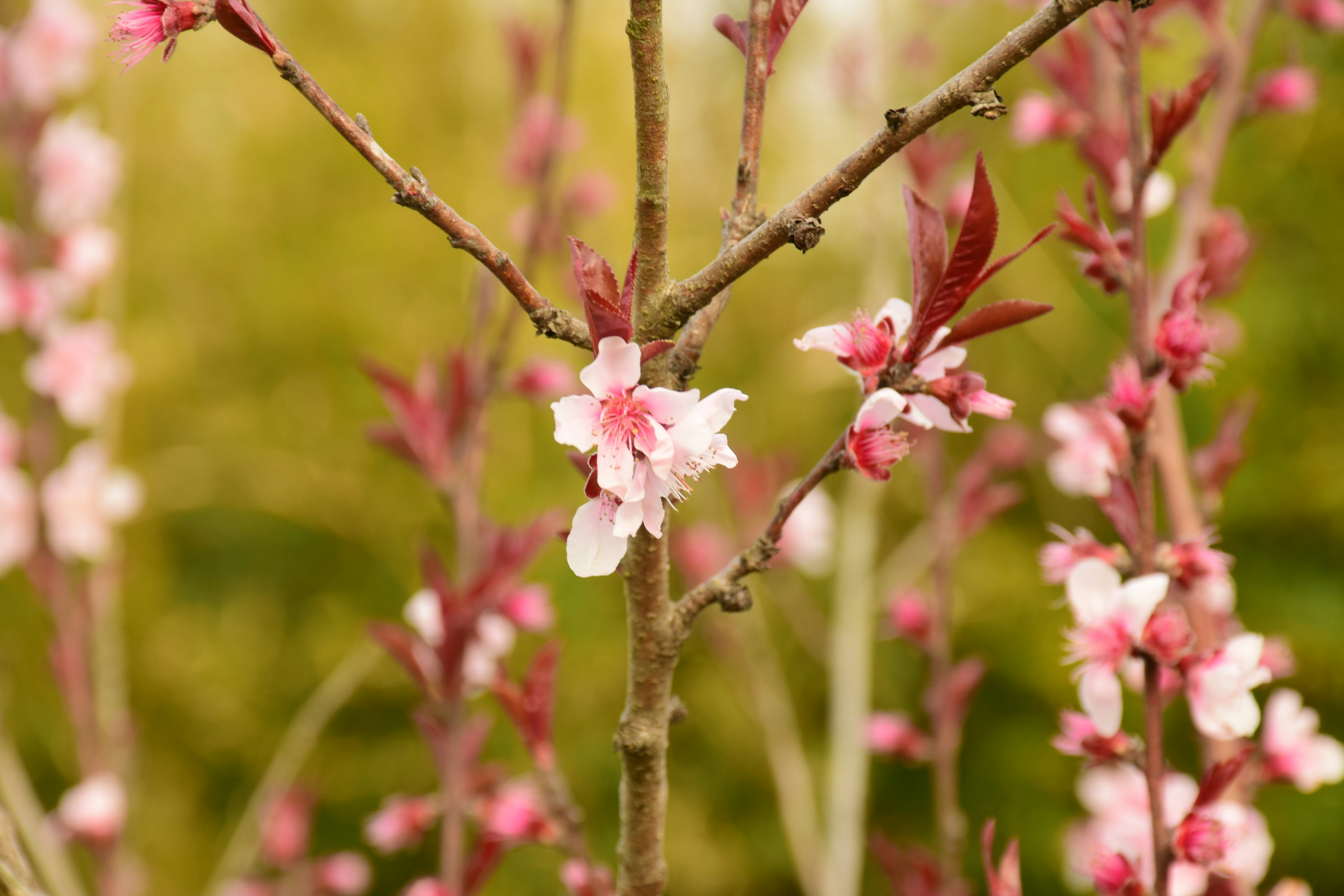 Blooming Pink: A Soft Focus Moment in an Apricot Orchard