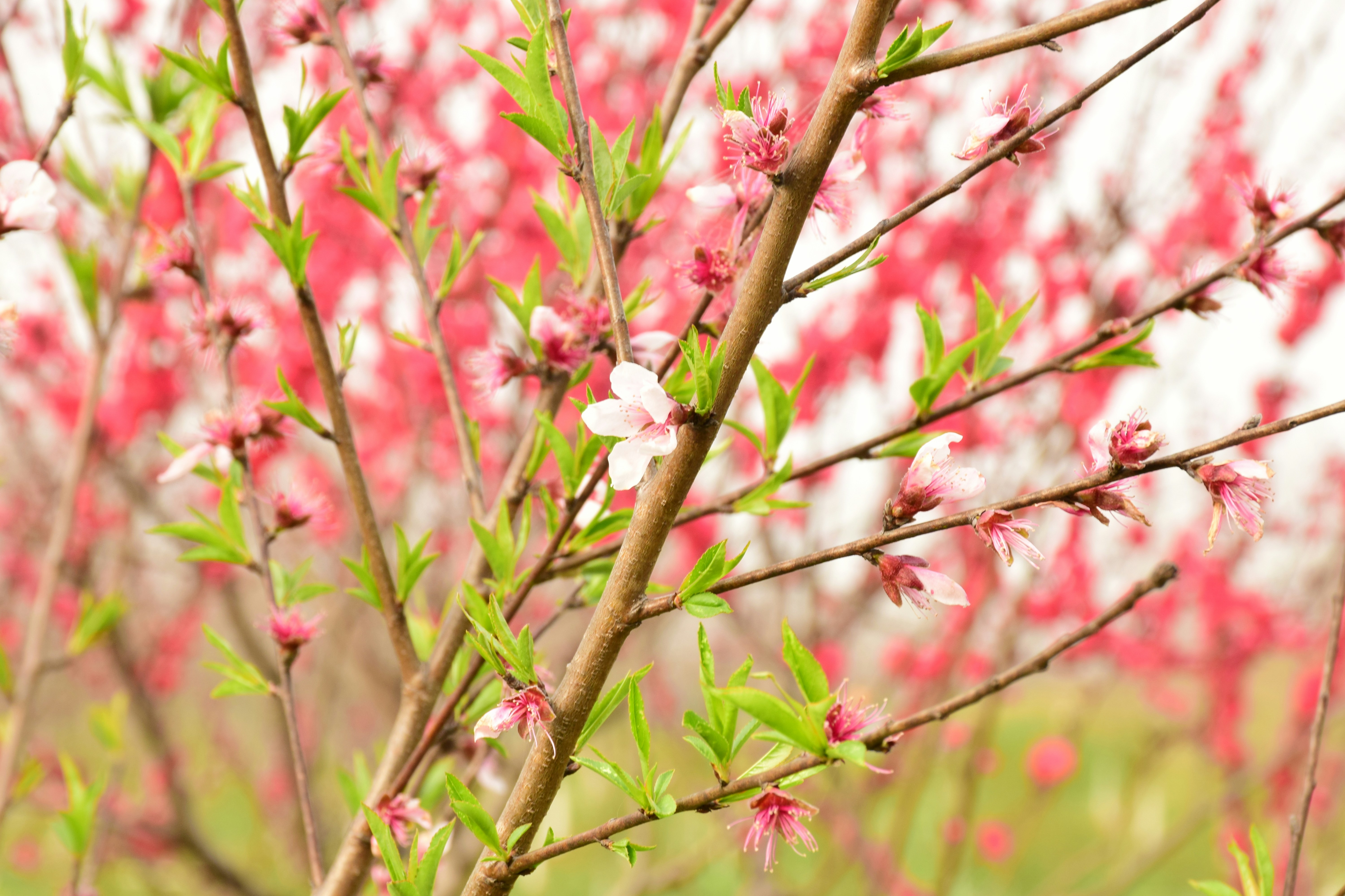 Blossoms in Focus: A Branch of Spring Pink