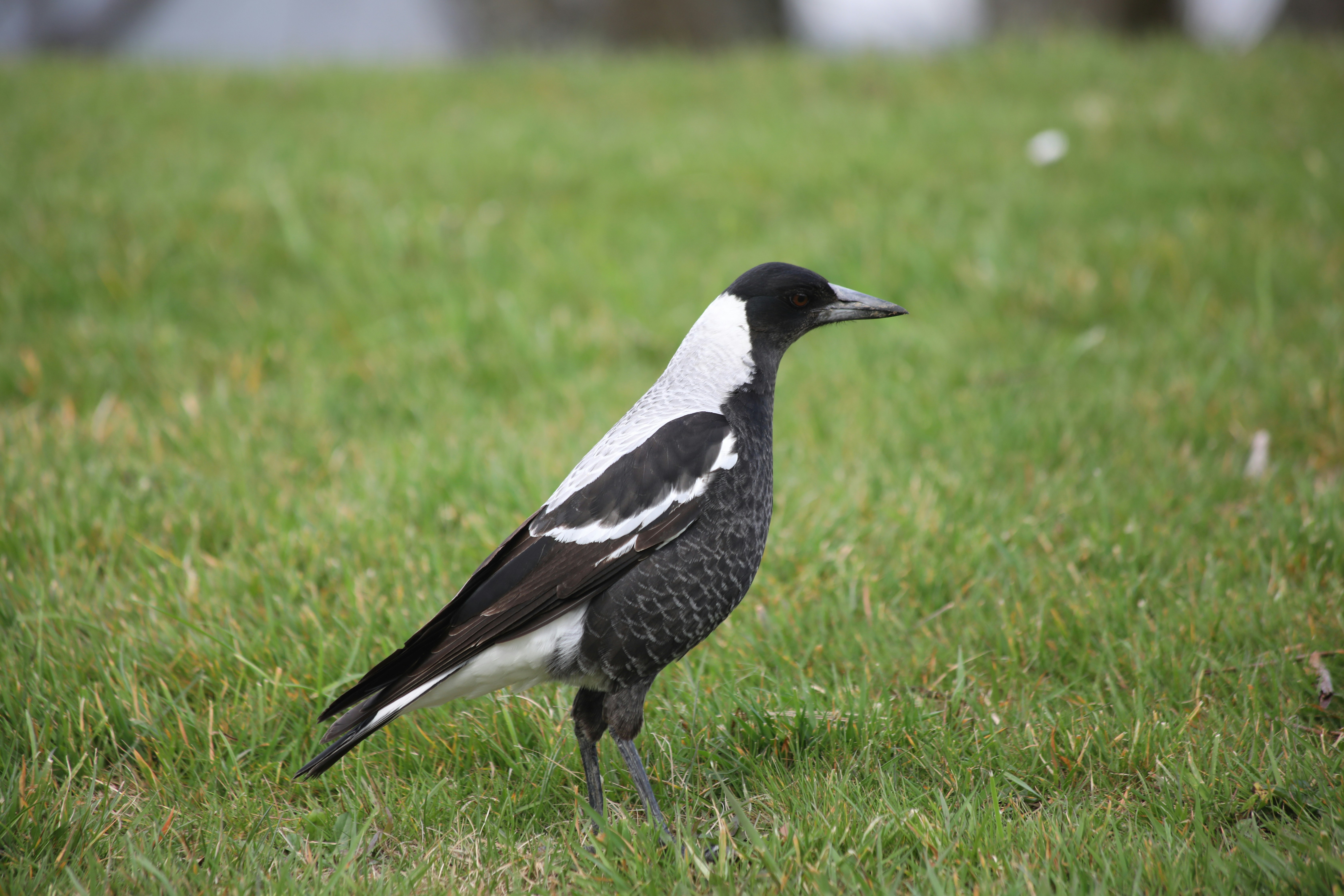 Black-and-white Robin Standing Guard on Green Field
