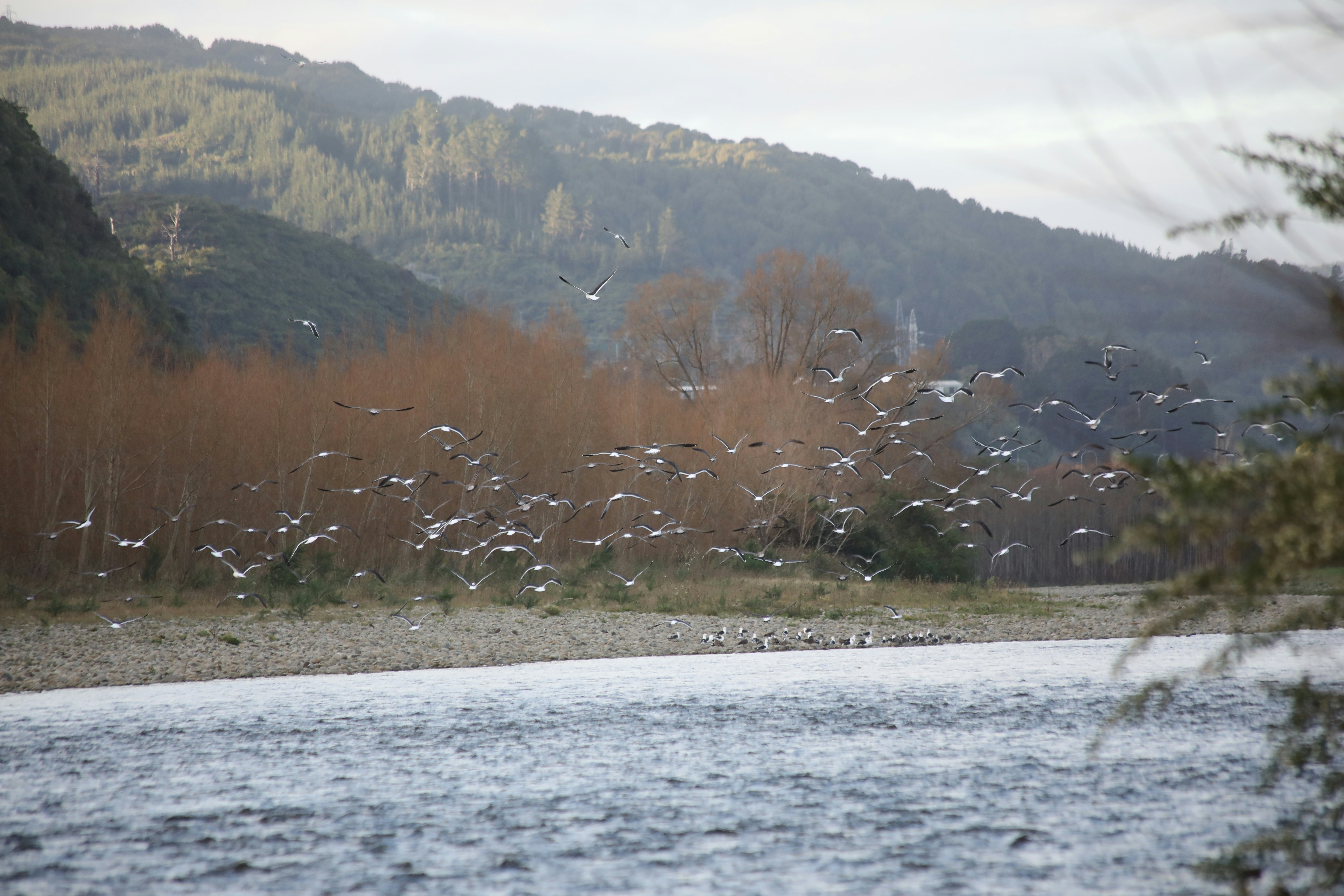 Murmuration over the riverbank: a flock takes flight at dusk