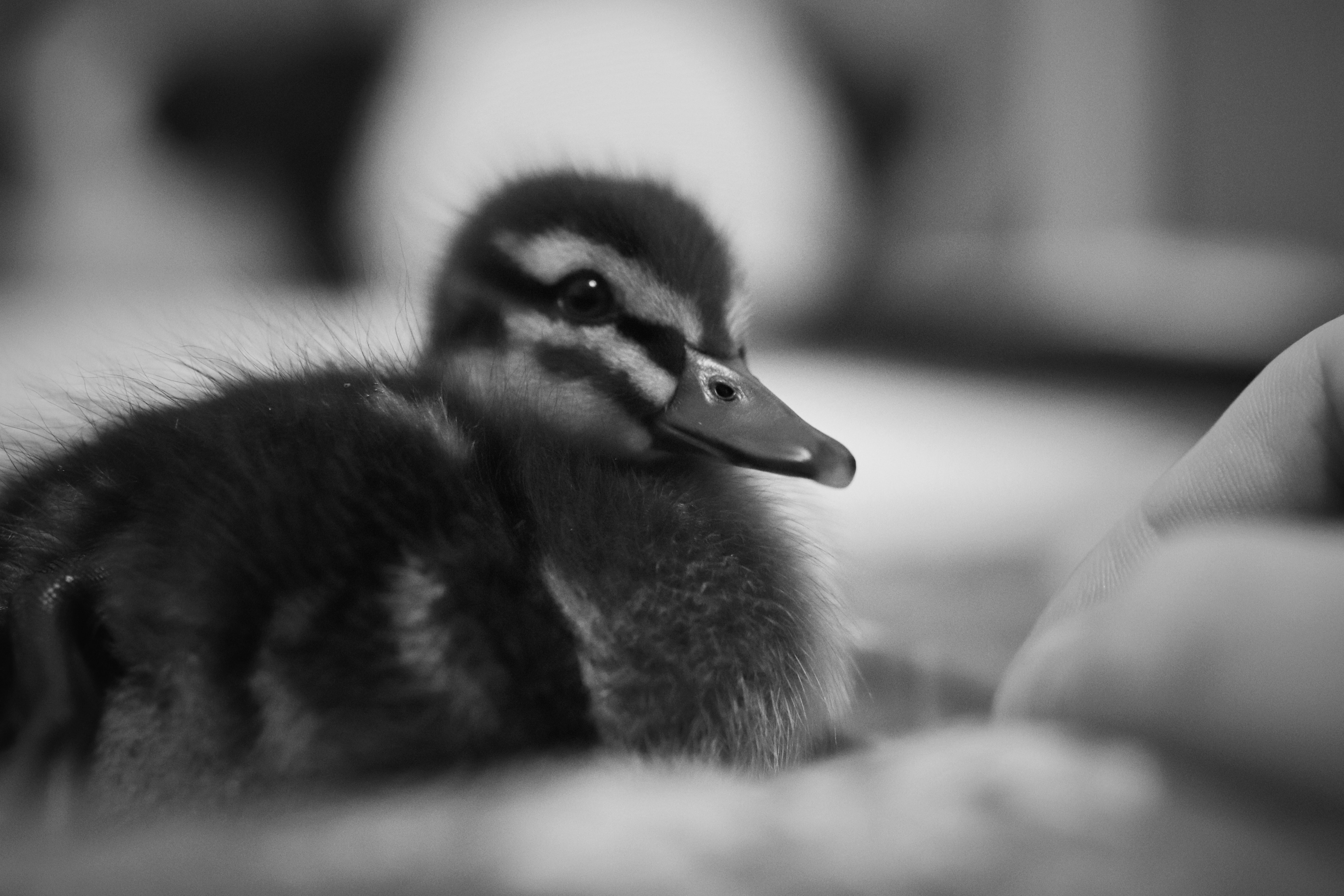 A close-up of a duckling resting on a soft surface, captured in black and white to emphasize texture and gentle mood. This appears as a photo-like illustration or still from a film.