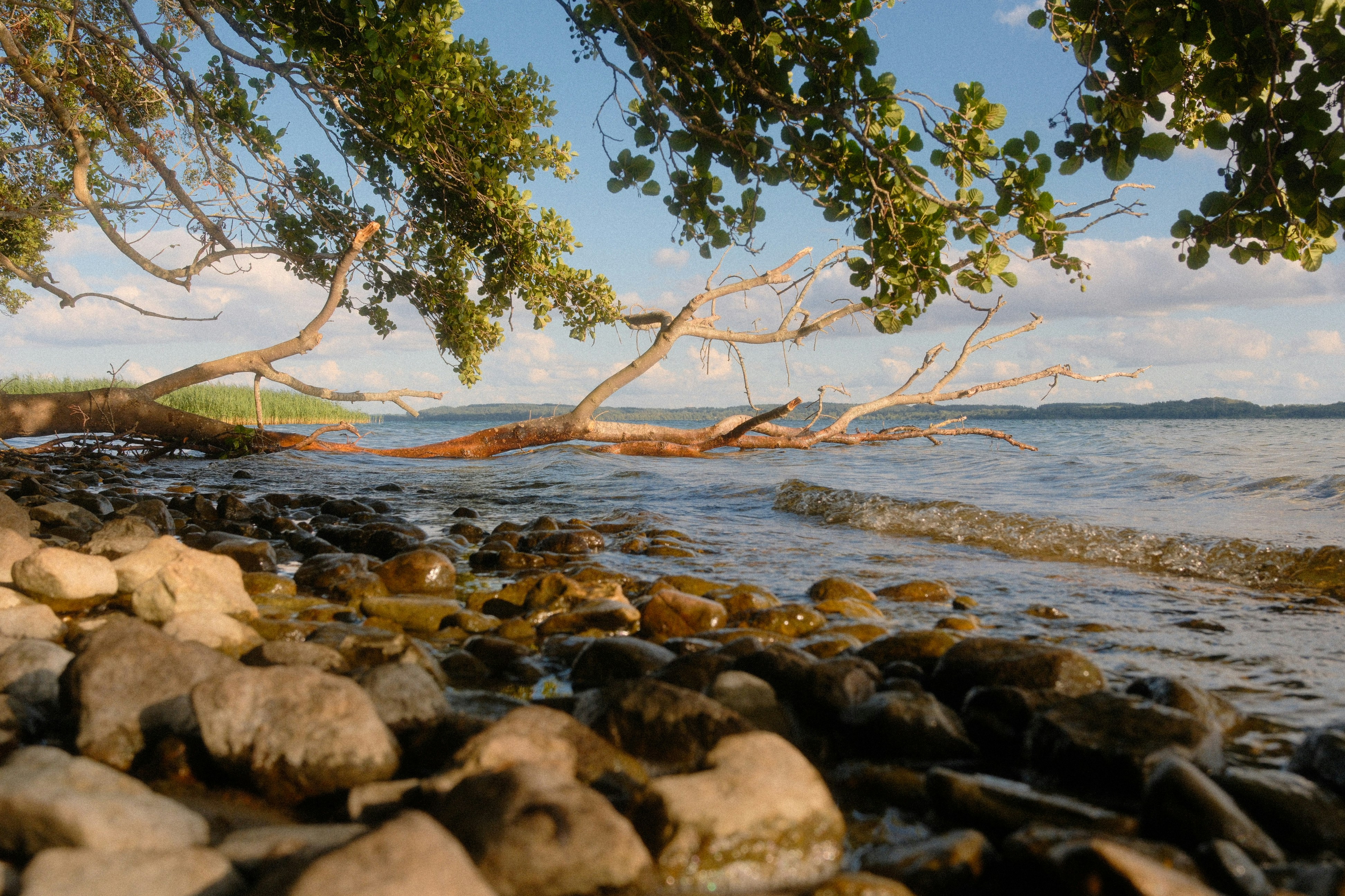 Driftwood Sentinel: A Pebble Beach by the Calm Lake