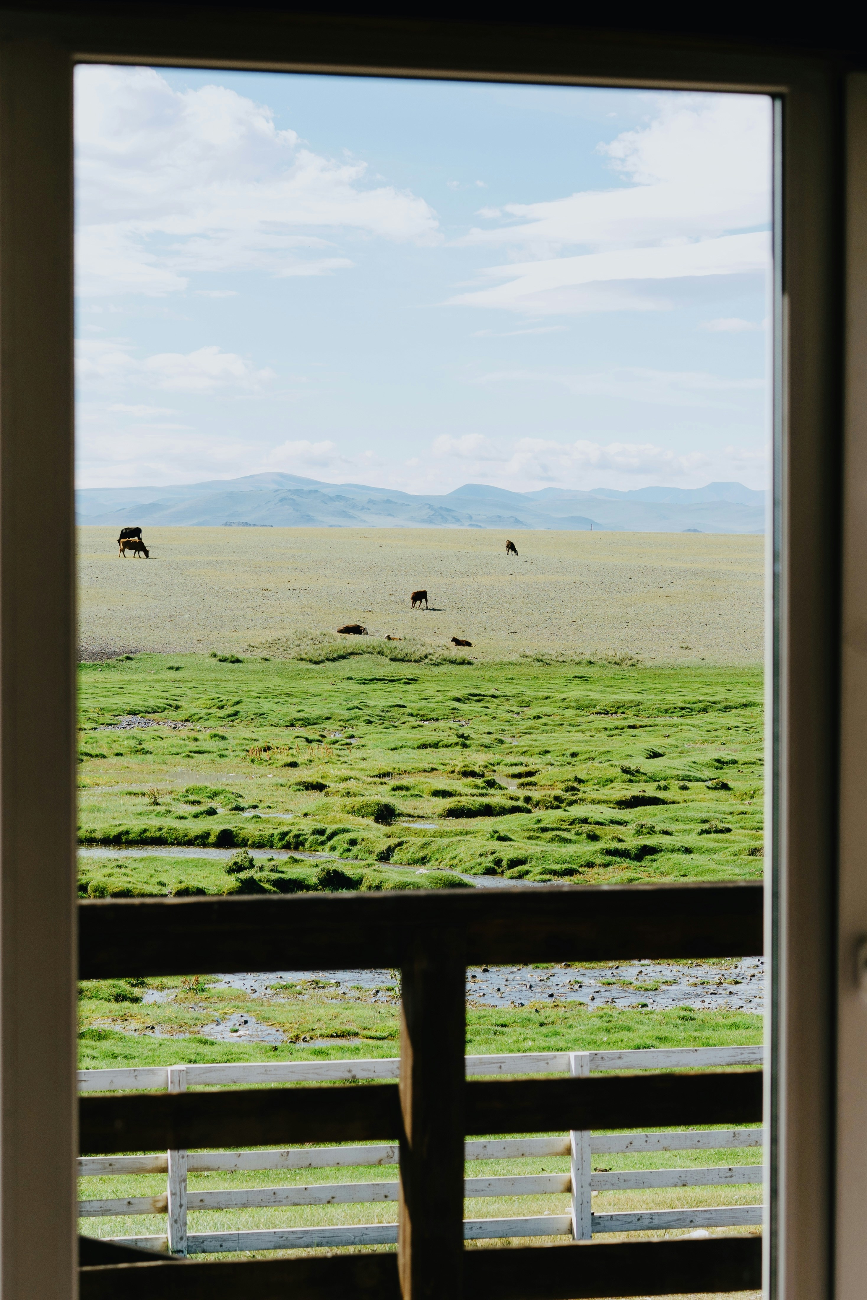 Pastoral Window: Cattle in a Wide Open Grassland