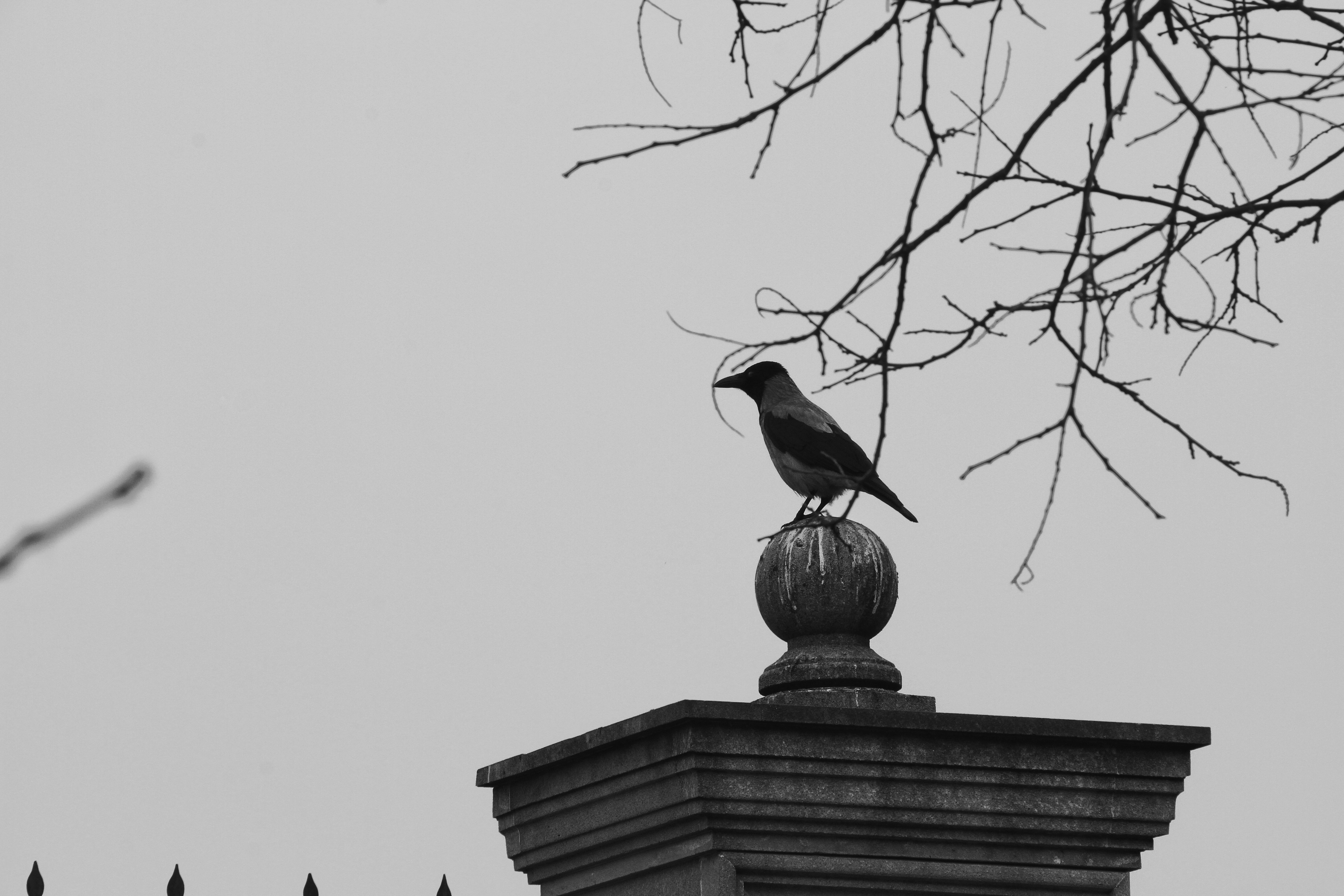 Raven on a Finial: A Quiet Moment Above the Fence