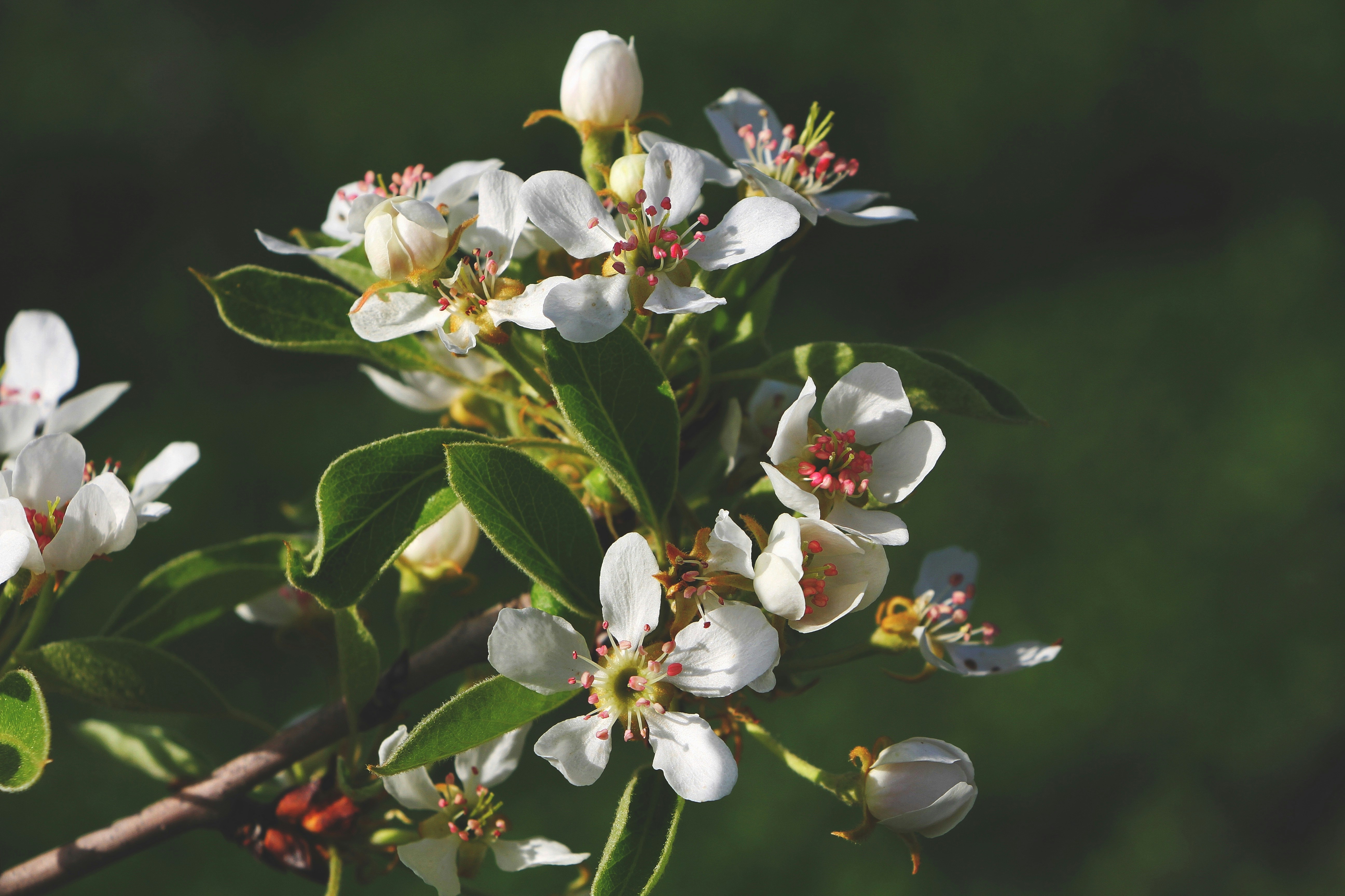 Blooming Pear Blossoms Reaching Toward Dappled Sunlight