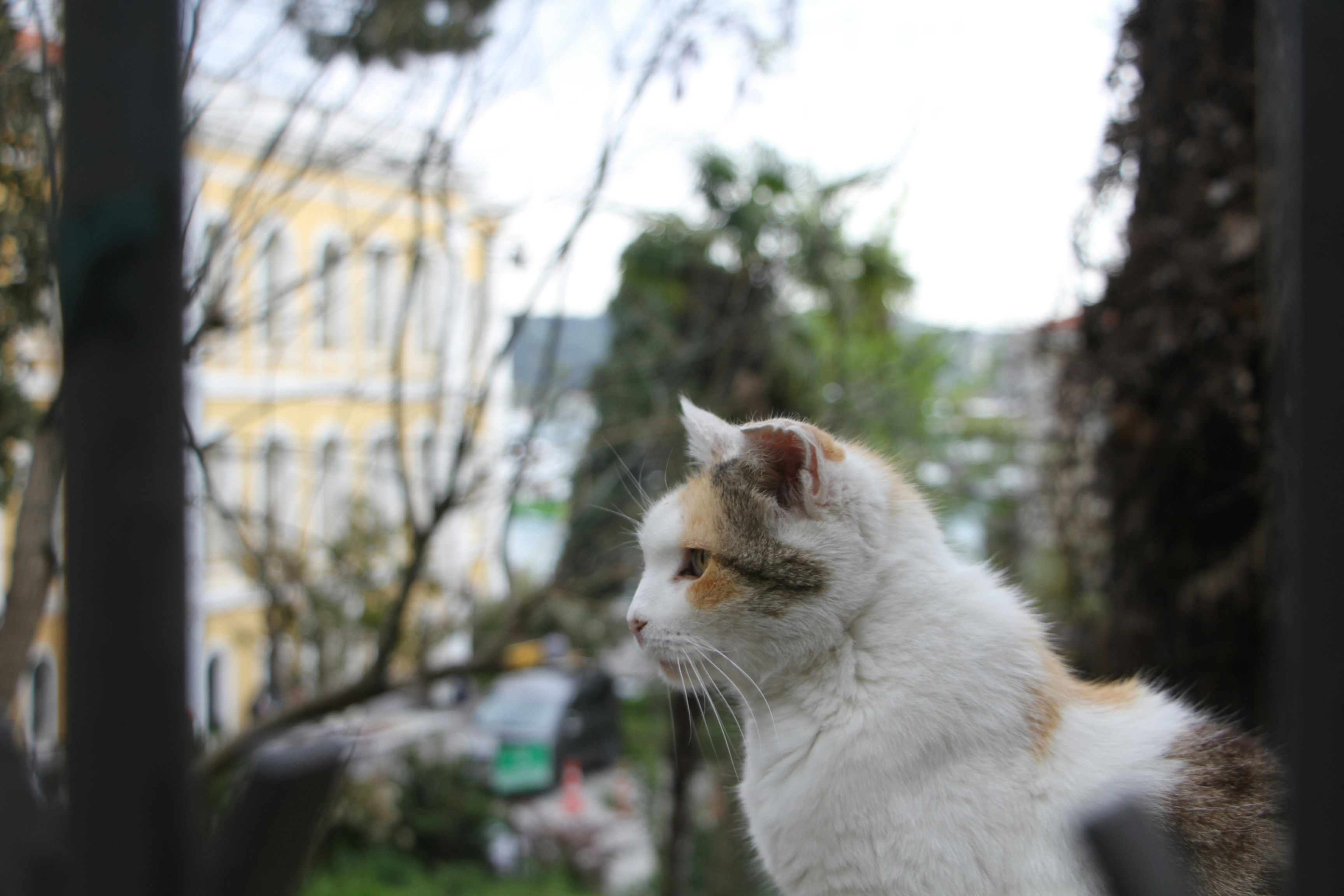 Curious Cat in a Quiet Garden