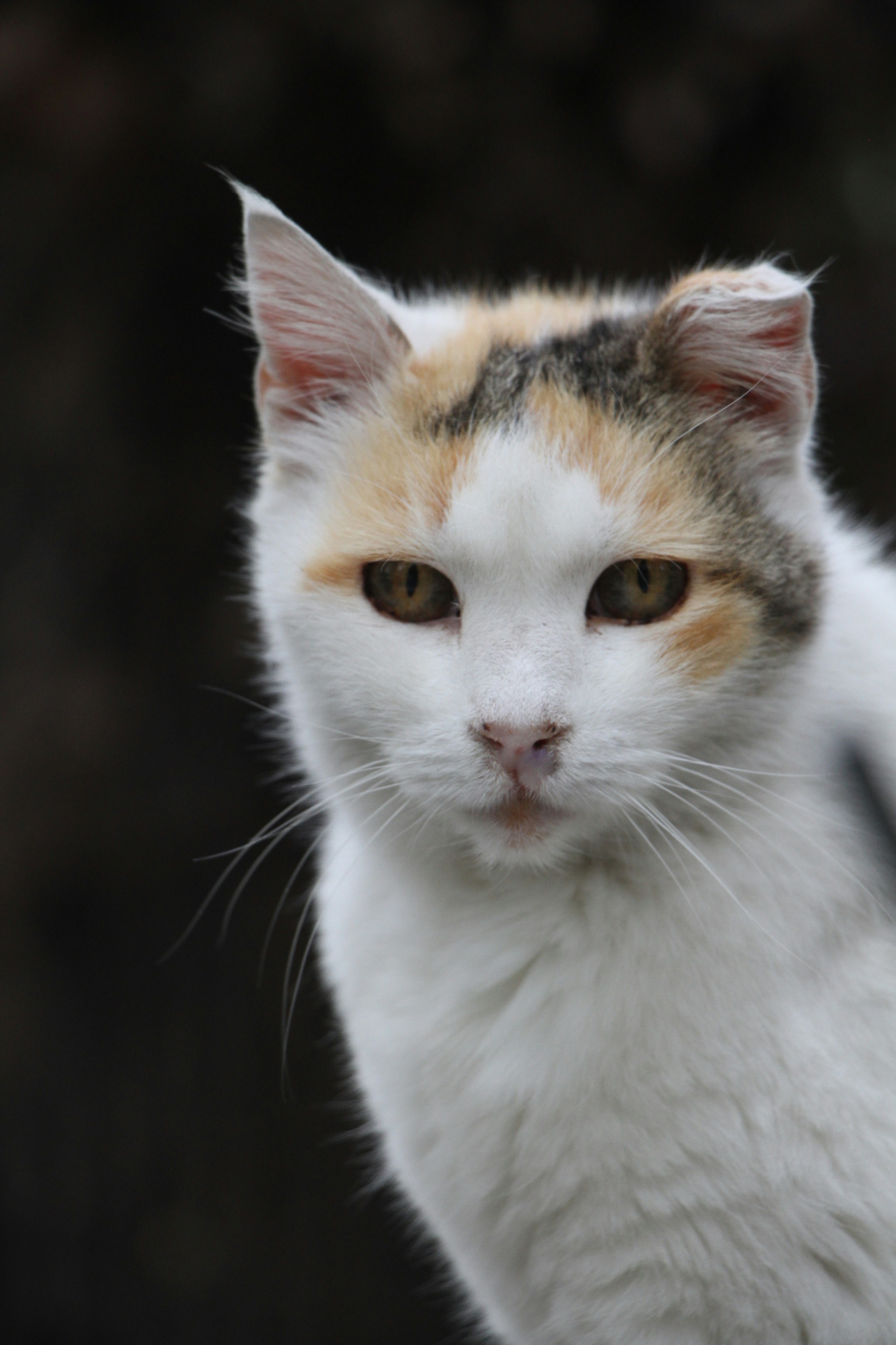 Calm Gaze: Calico-and-White Cat Portrait