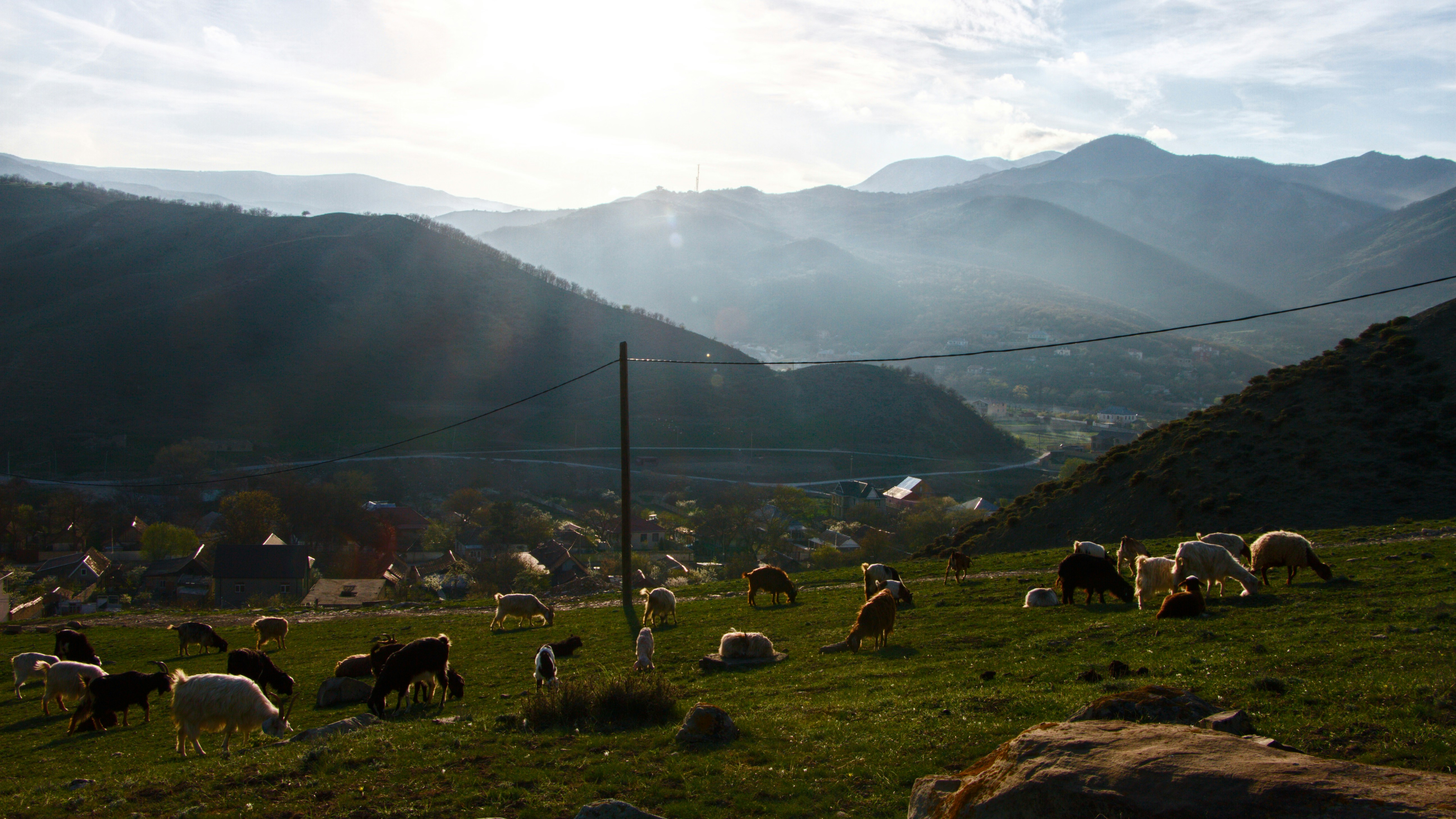 Pasture in the Valley: Cattle Beneath Morning Mist